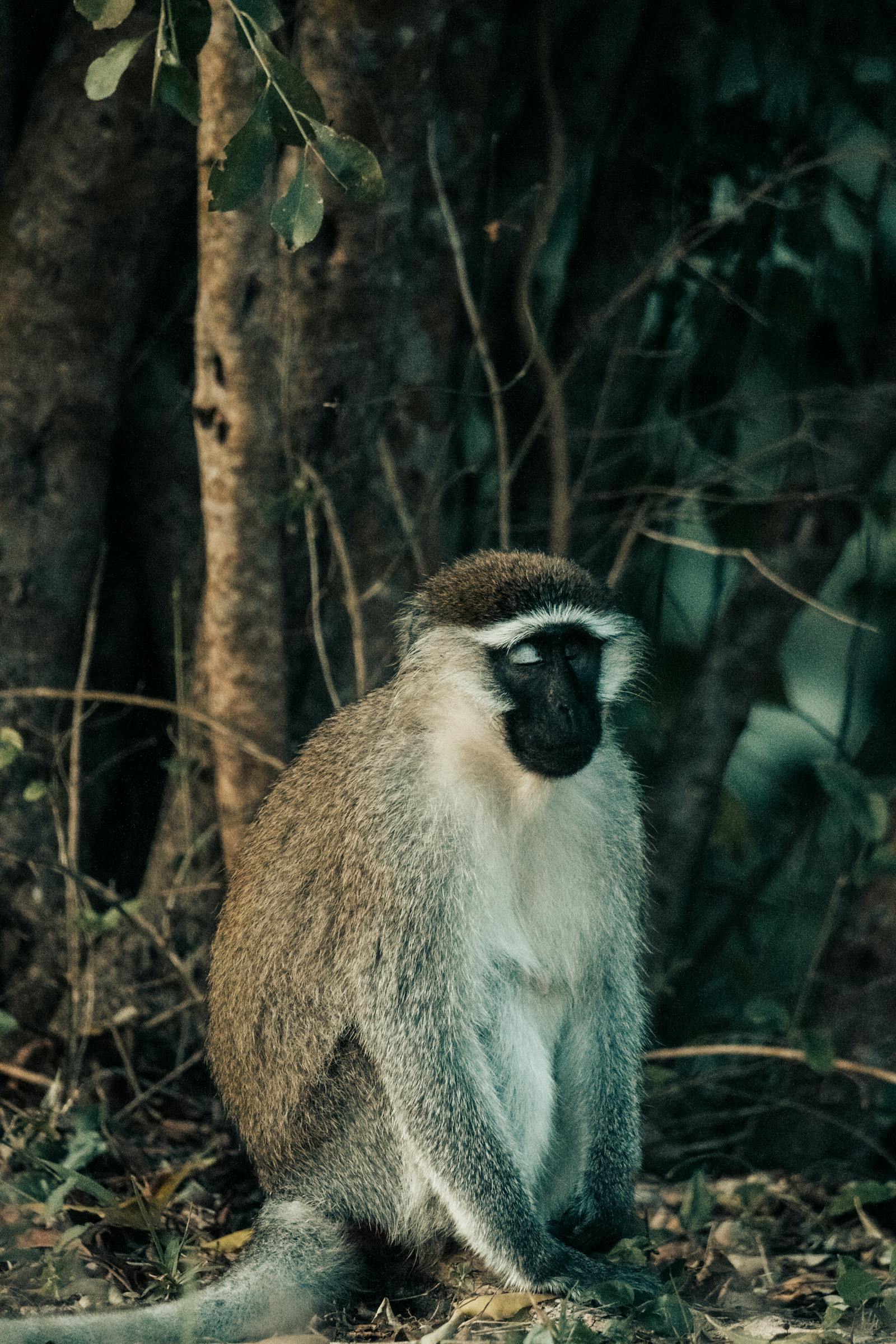 4k Monkey Photos, Download The BEST Free 4k Monkey Stock Photos & HD Images