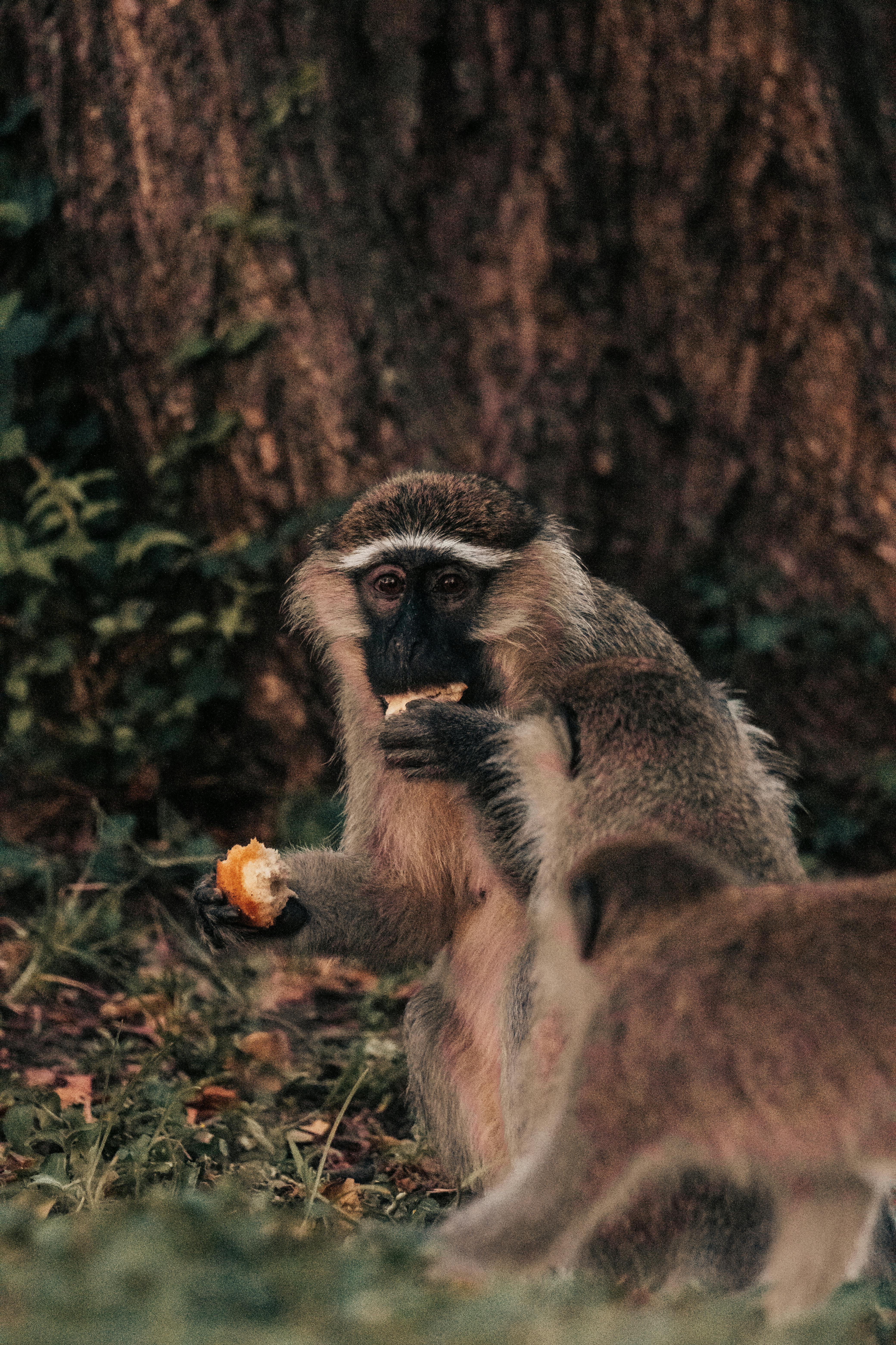 Macacos Vervet Comendo Em Um Ambiente De Floresta · Foto profissional ...