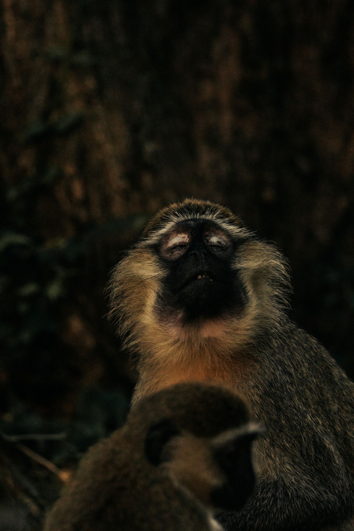 4k Monkey Wallpaper Photos, Download The BEST Free 4k Monkey Wallpaper ...