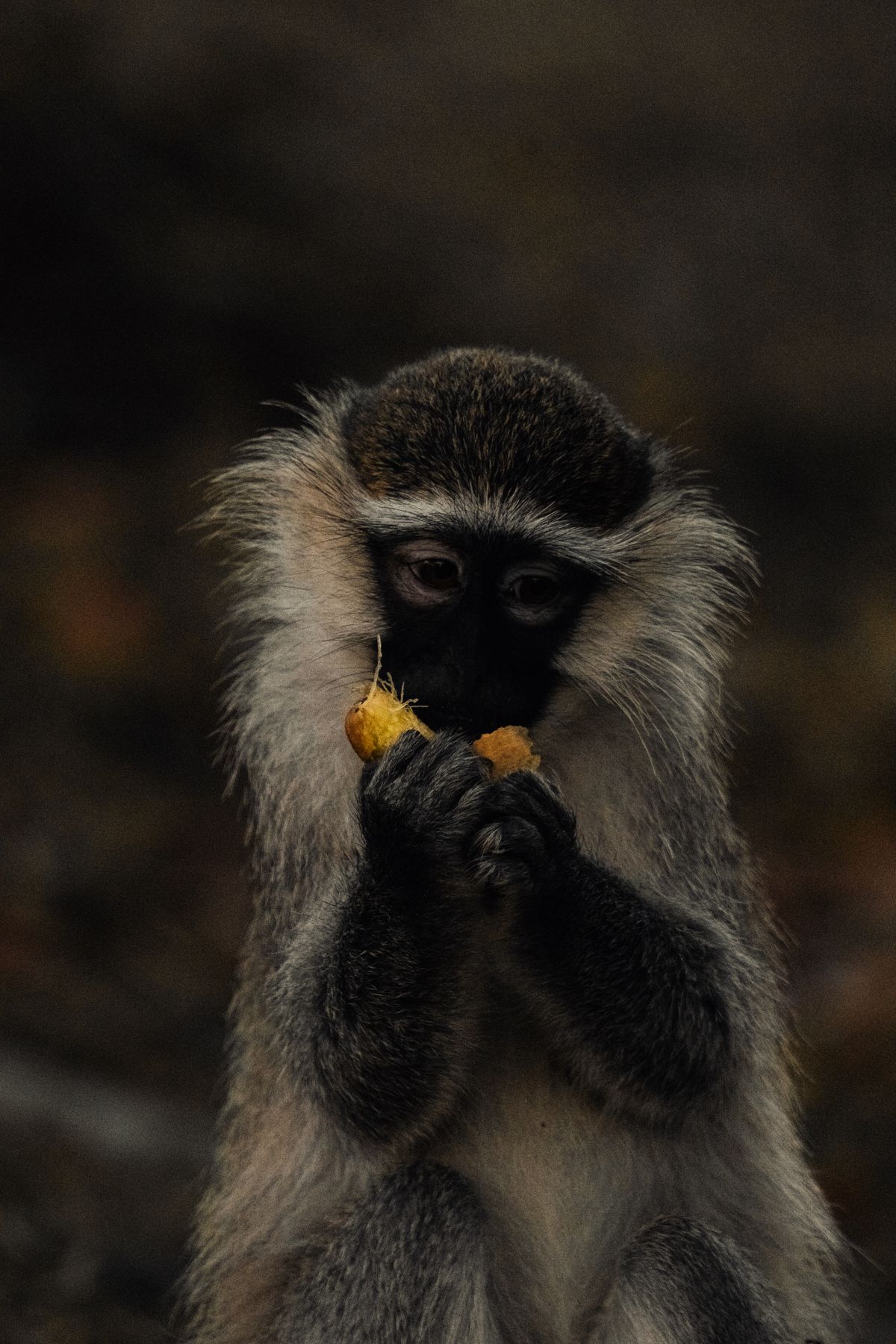 4k Monkey Photos, Download The BEST Free 4k Monkey Stock Photos & HD Images