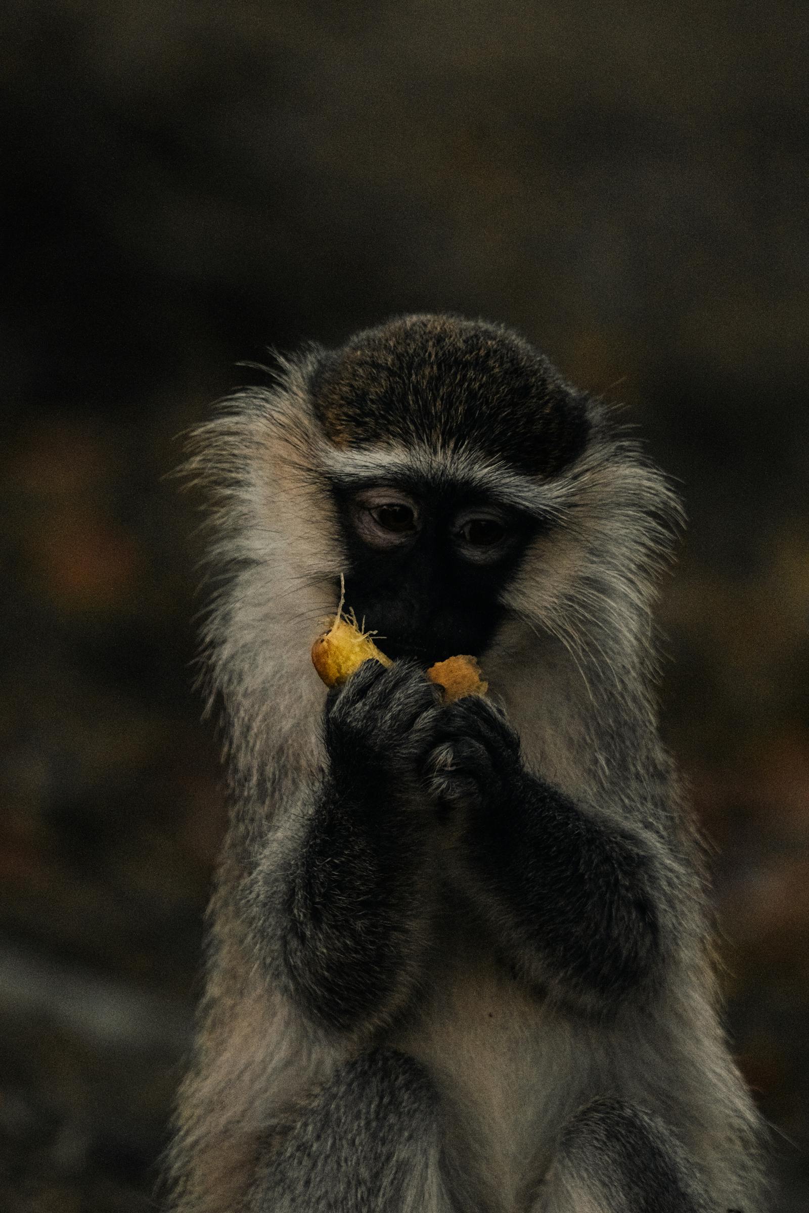 4k Wallpaper Monkey Photos, Download The BEST Free 4k Wallpaper Monkey ...