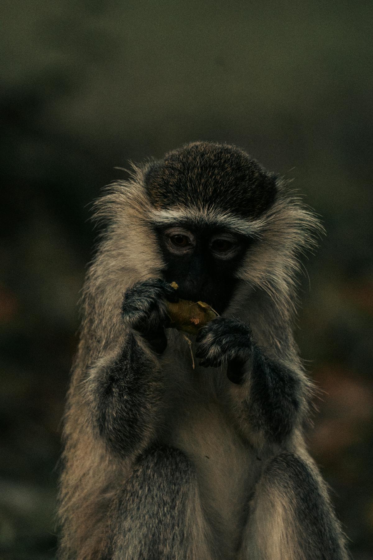 4k Monkey Wallpaper Photos, Download The BEST Free 4k Monkey Wallpaper ...