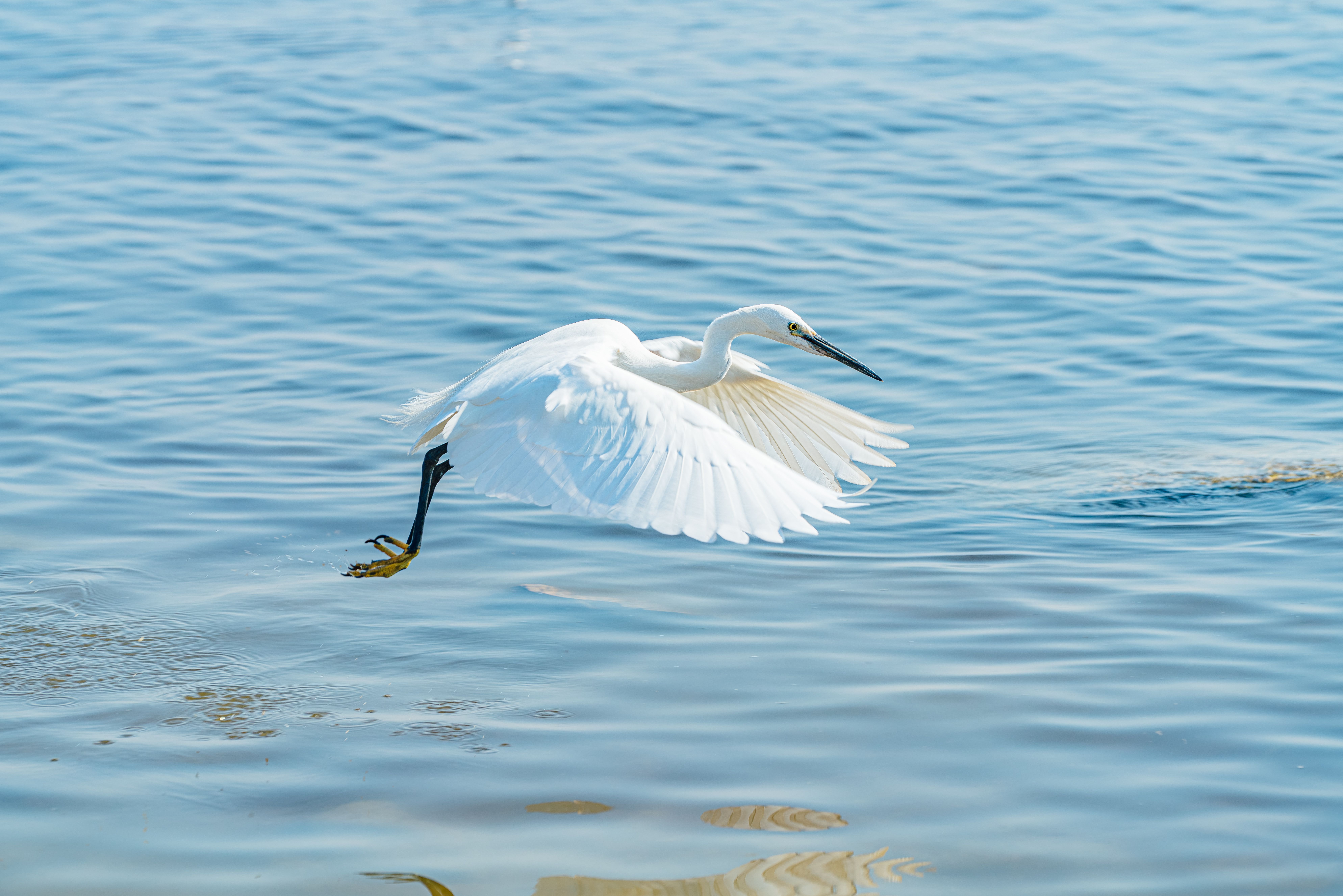 Elegant Egret Photos, Download The BEST Free Elegant Egret Stock Photos ...