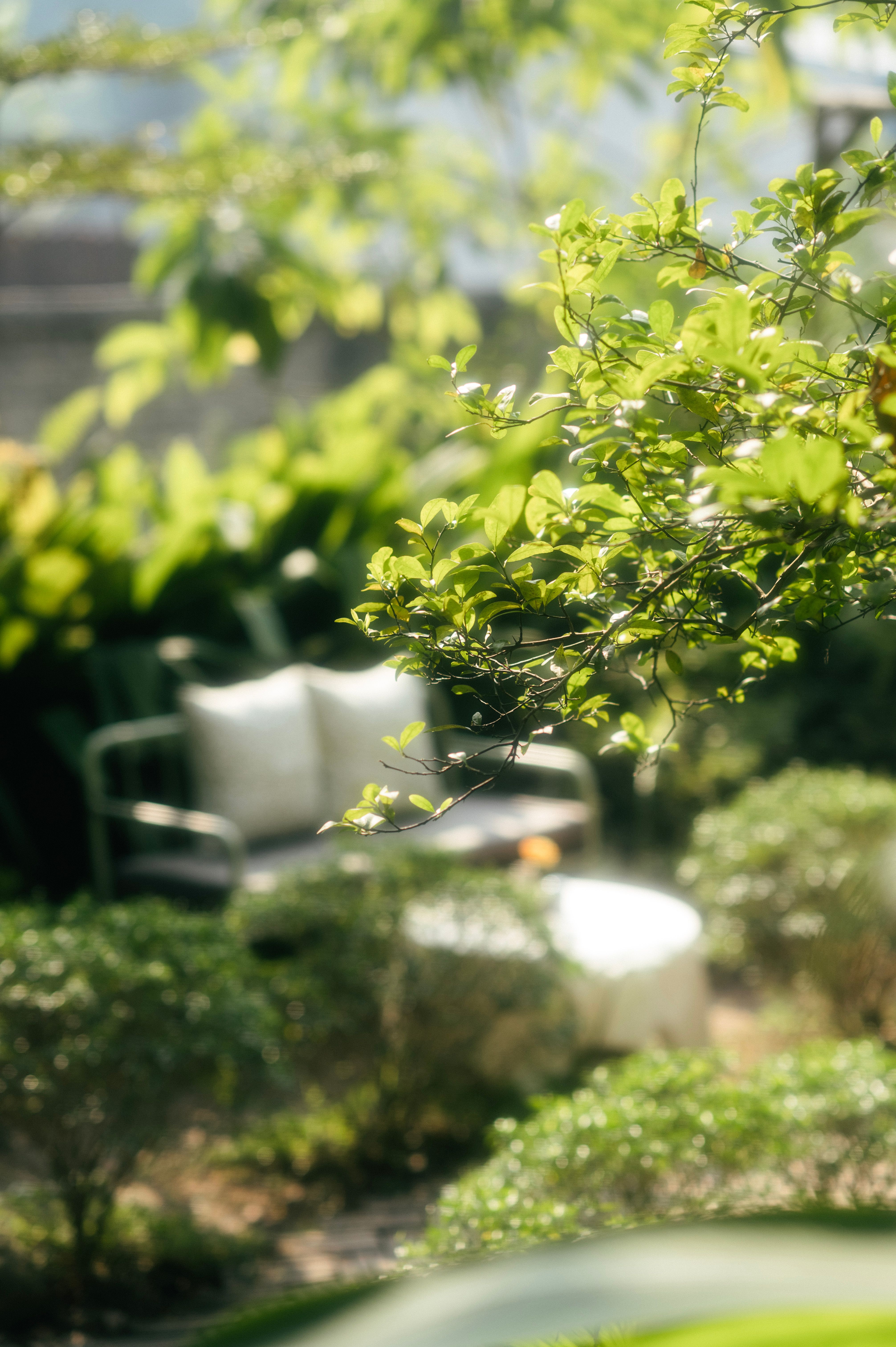 Serene Garden Seat in Lush Greenery · Free Stock Photo