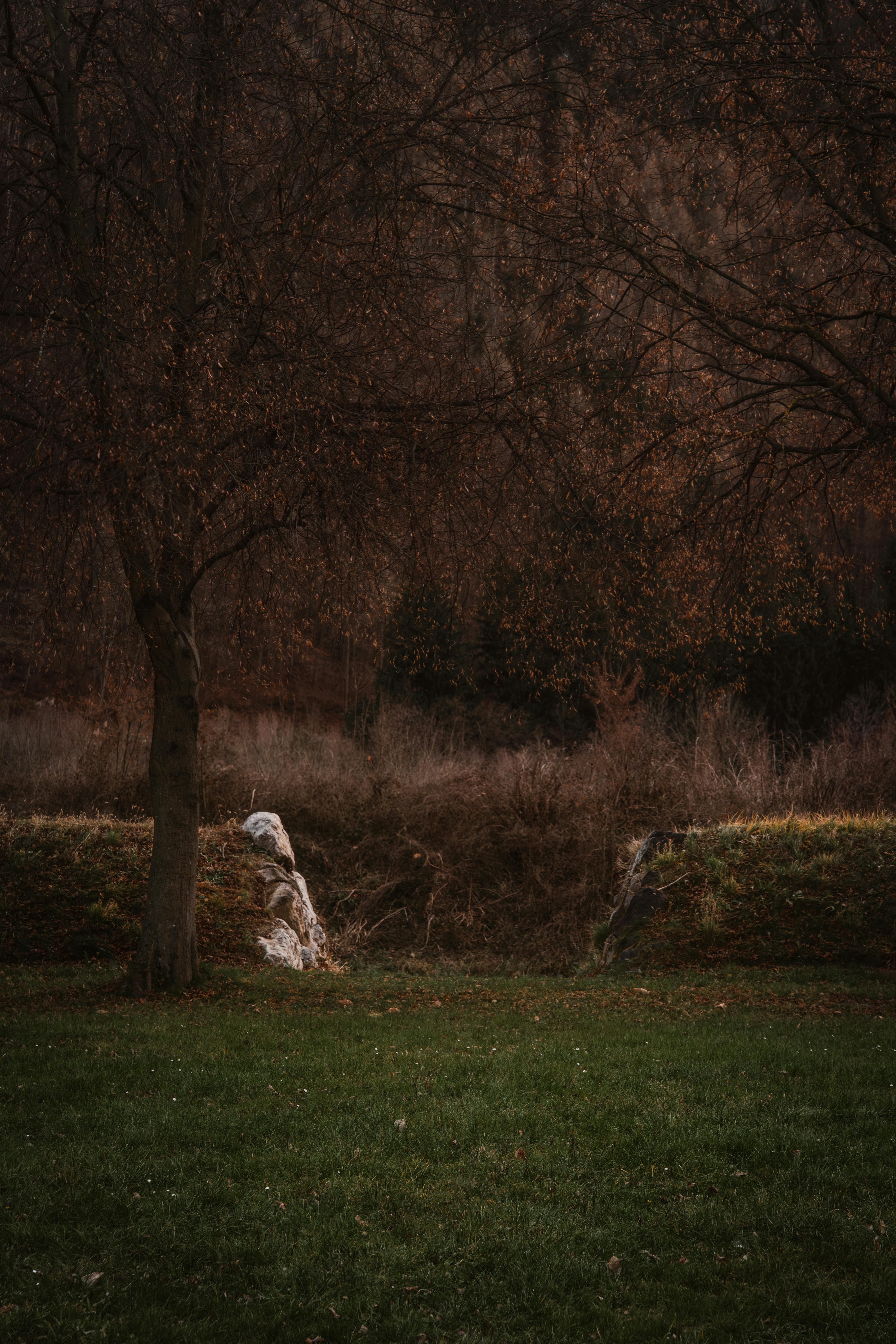 Serene Autumn Forest Landscape at Dusk · Free Stock Photo