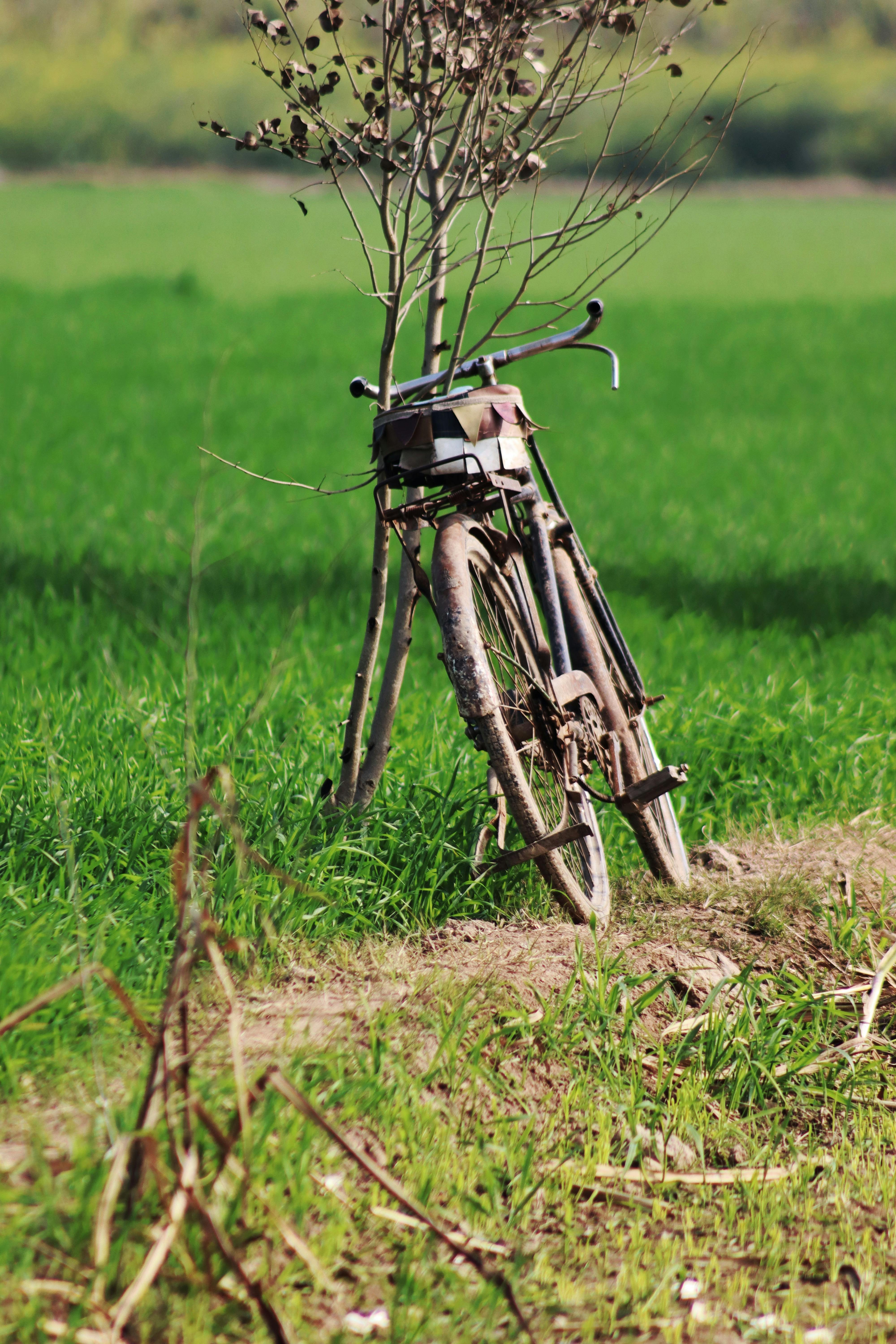 Rustic Bicycle in Lush Green Field, Lahore · Free Stock Photo