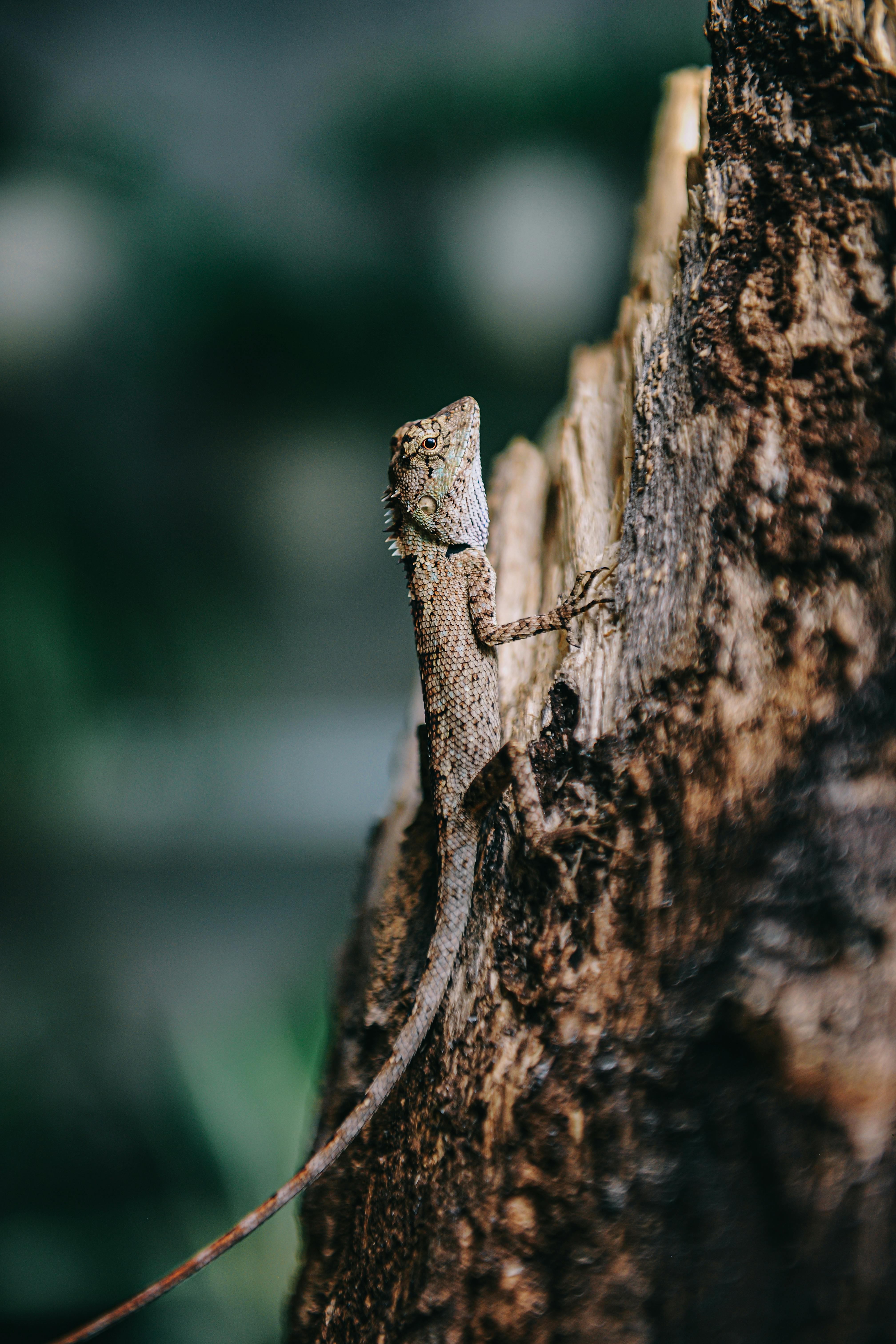 Lizard Clinging to Tree Bark in Natural Habitat · Free Stock Photo