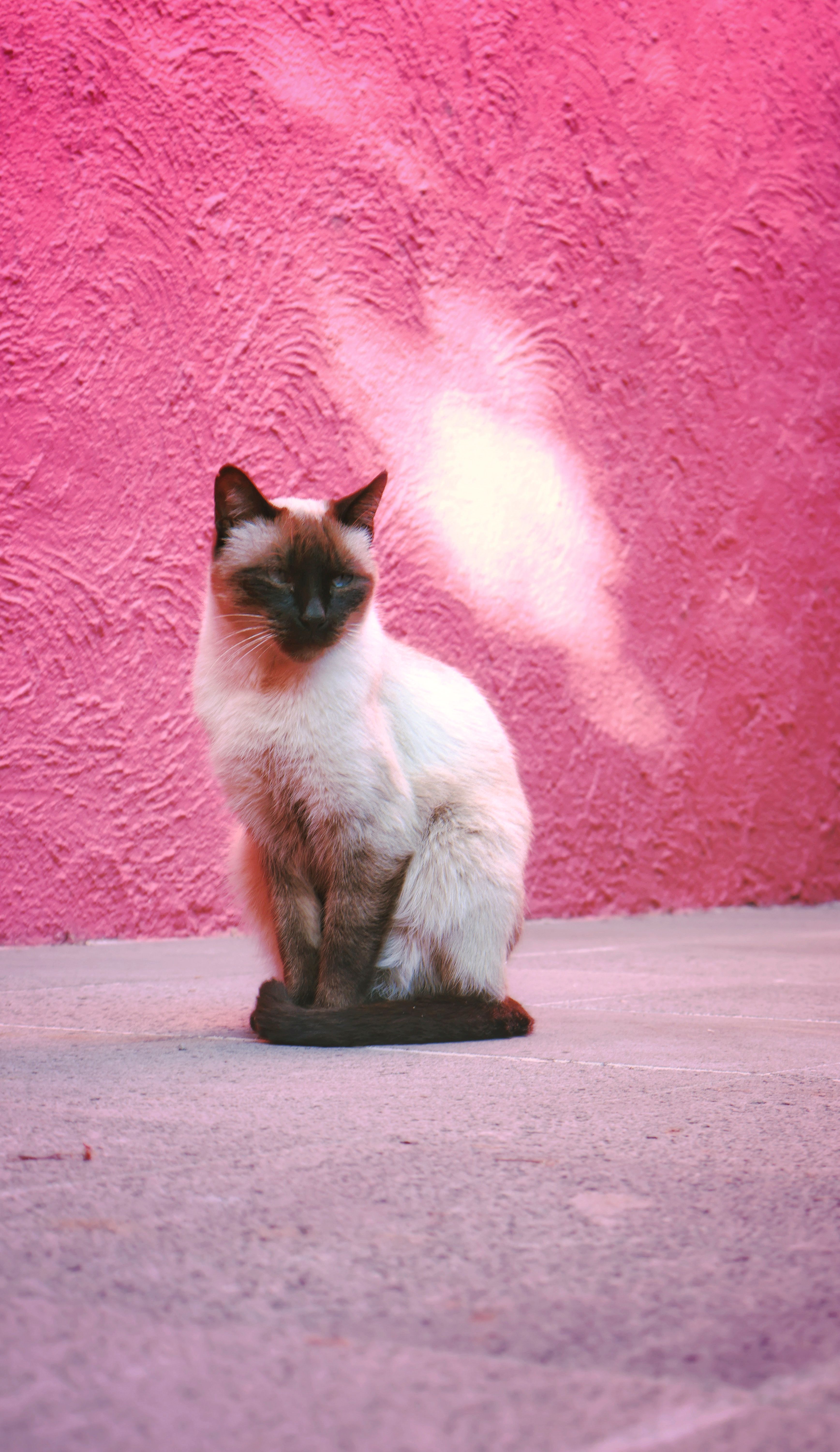 Elegant Siamese Cat Against Pink Wall · Free Stock Photo