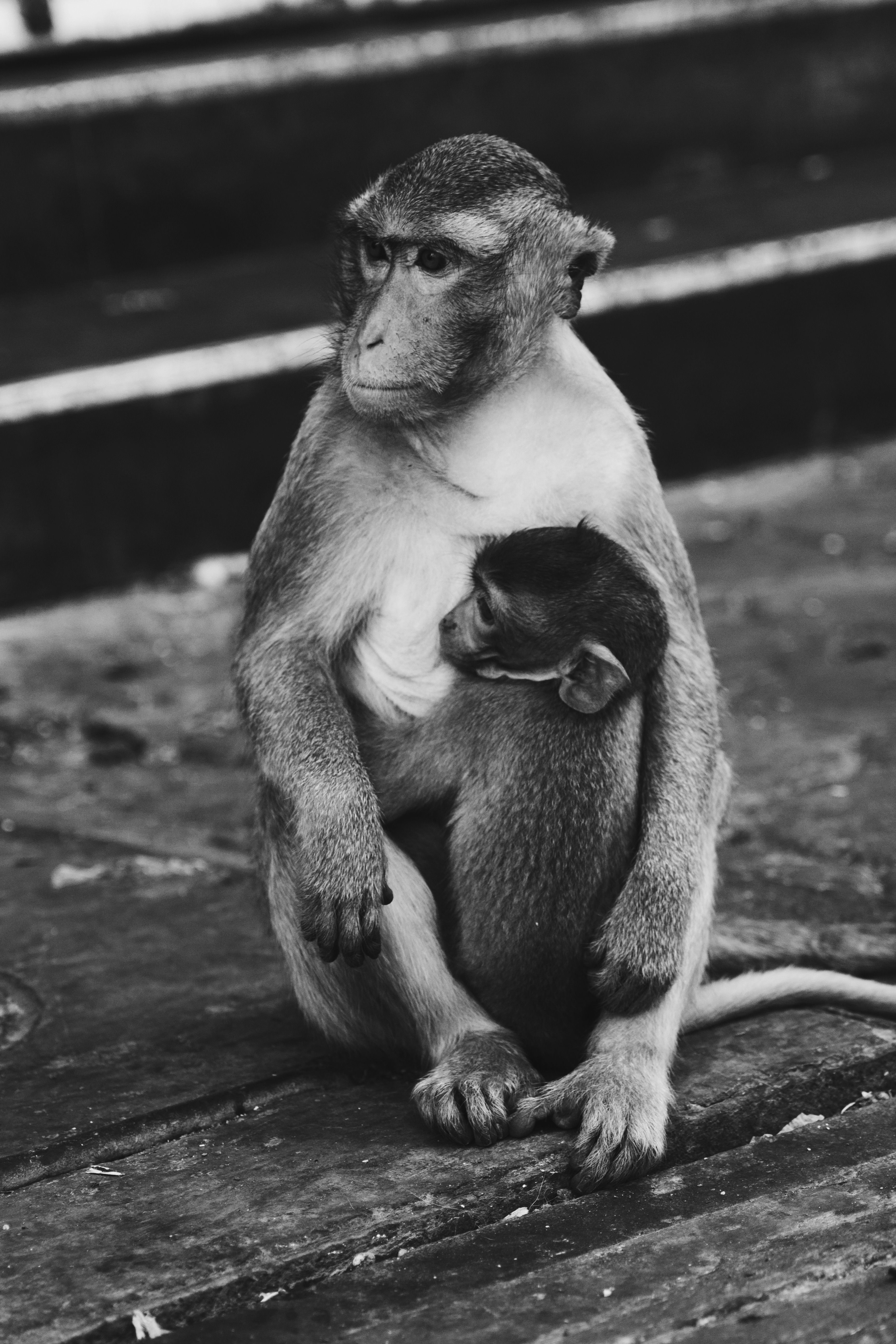 Mother and Baby Monkey in Monochrome · Free Stock Photo