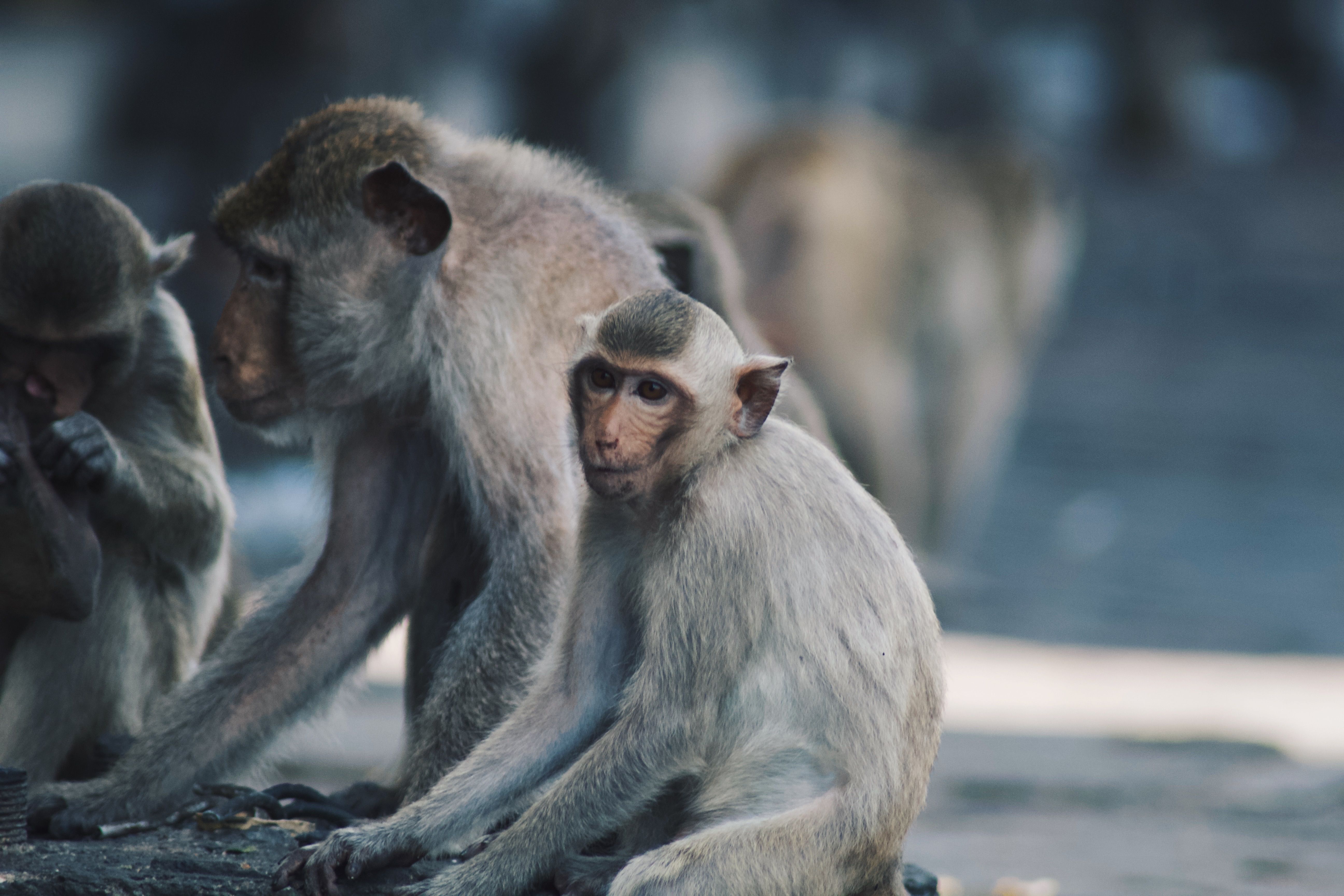 Group of Monkeys Resting Outdoors · Free Stock Photo