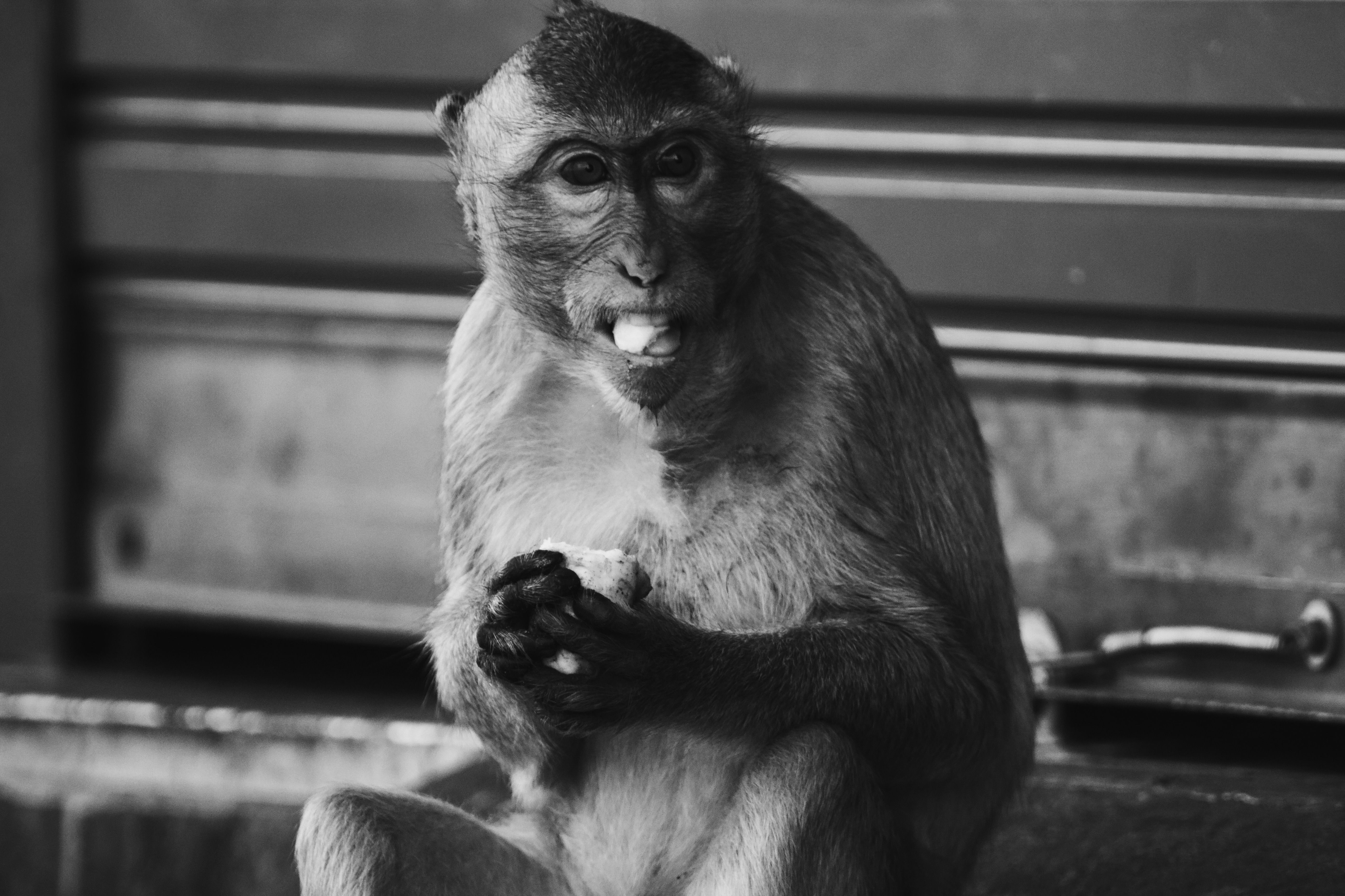 Black and White Portrait of Monkey Eating · Free Stock Photo