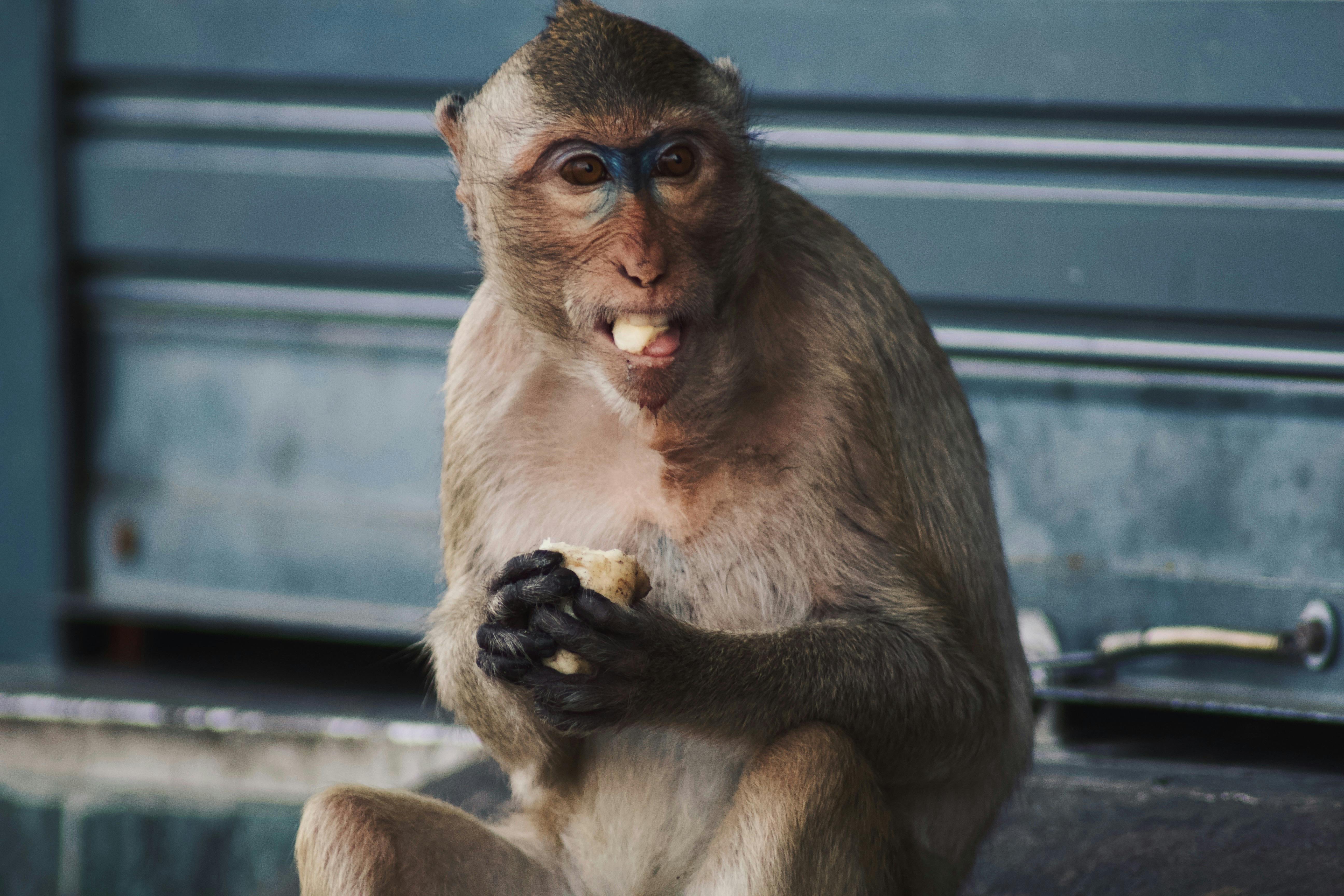 Close-up of Long-tailed Macaque Eating Fruit · Free Stock Photo