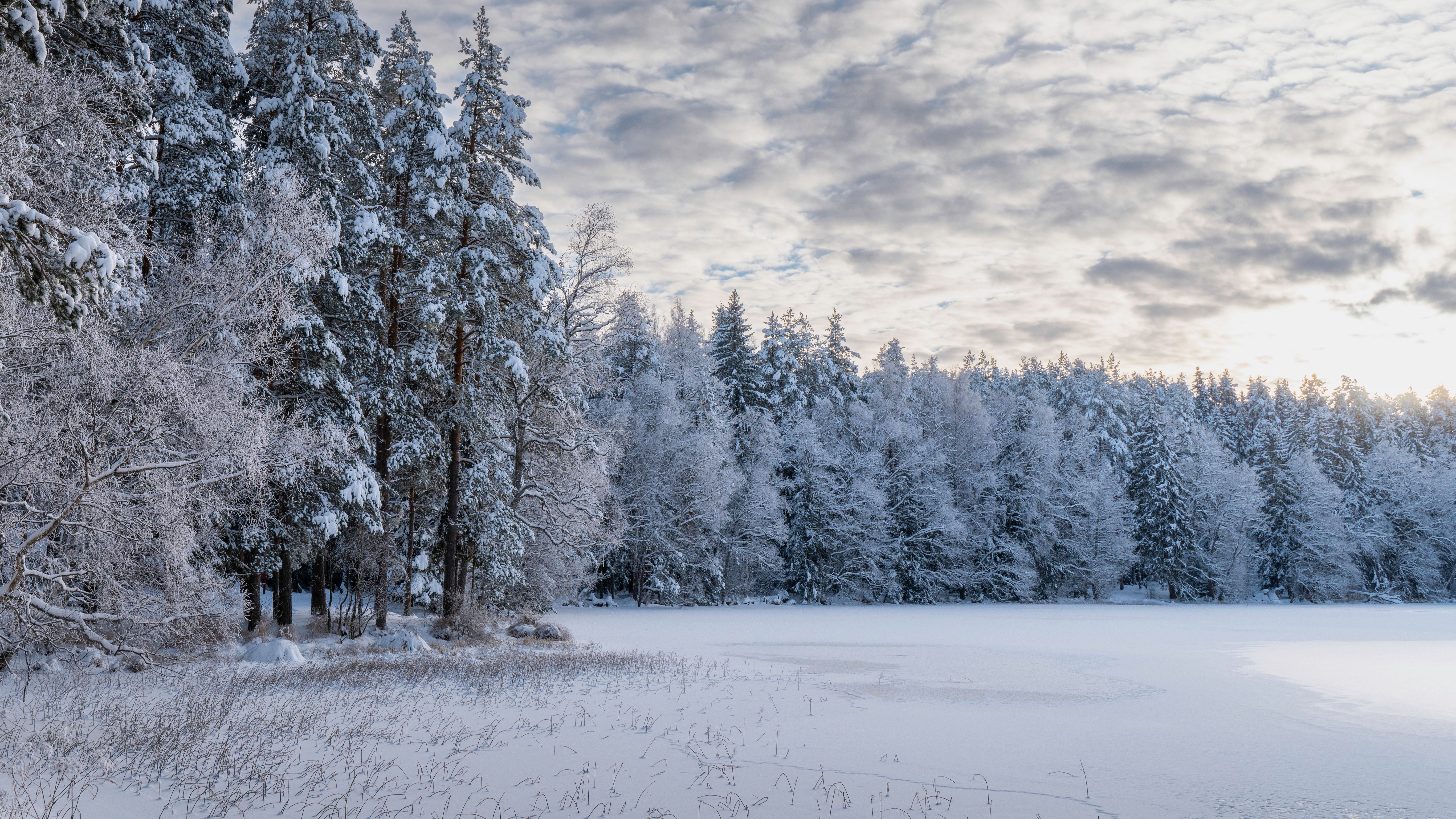 Serene Winter Forest Landscape with Snow · Free Stock Photo