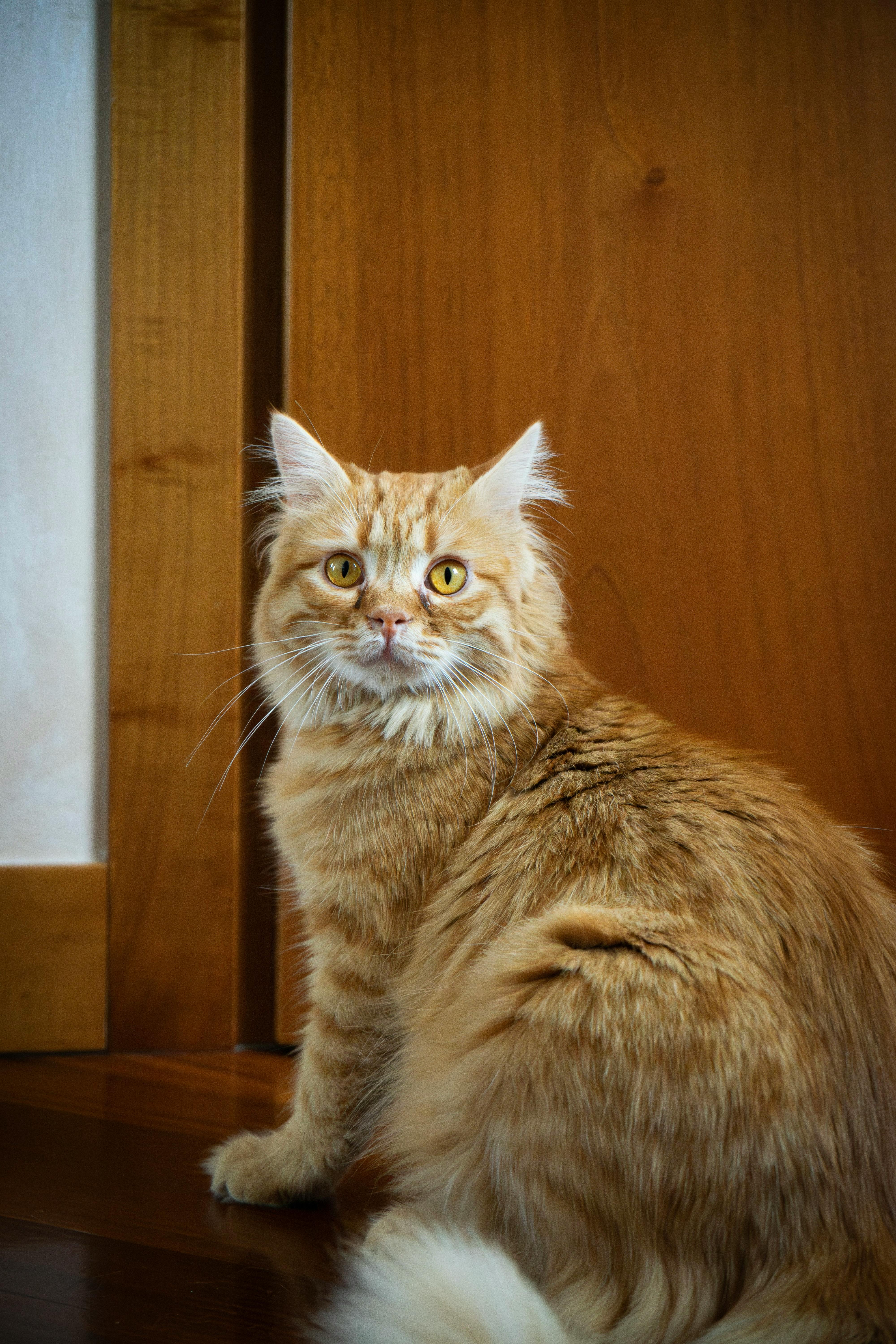 Portrait of a Fluffy Ginger Persian Cat Indoors · Free Stock Photo