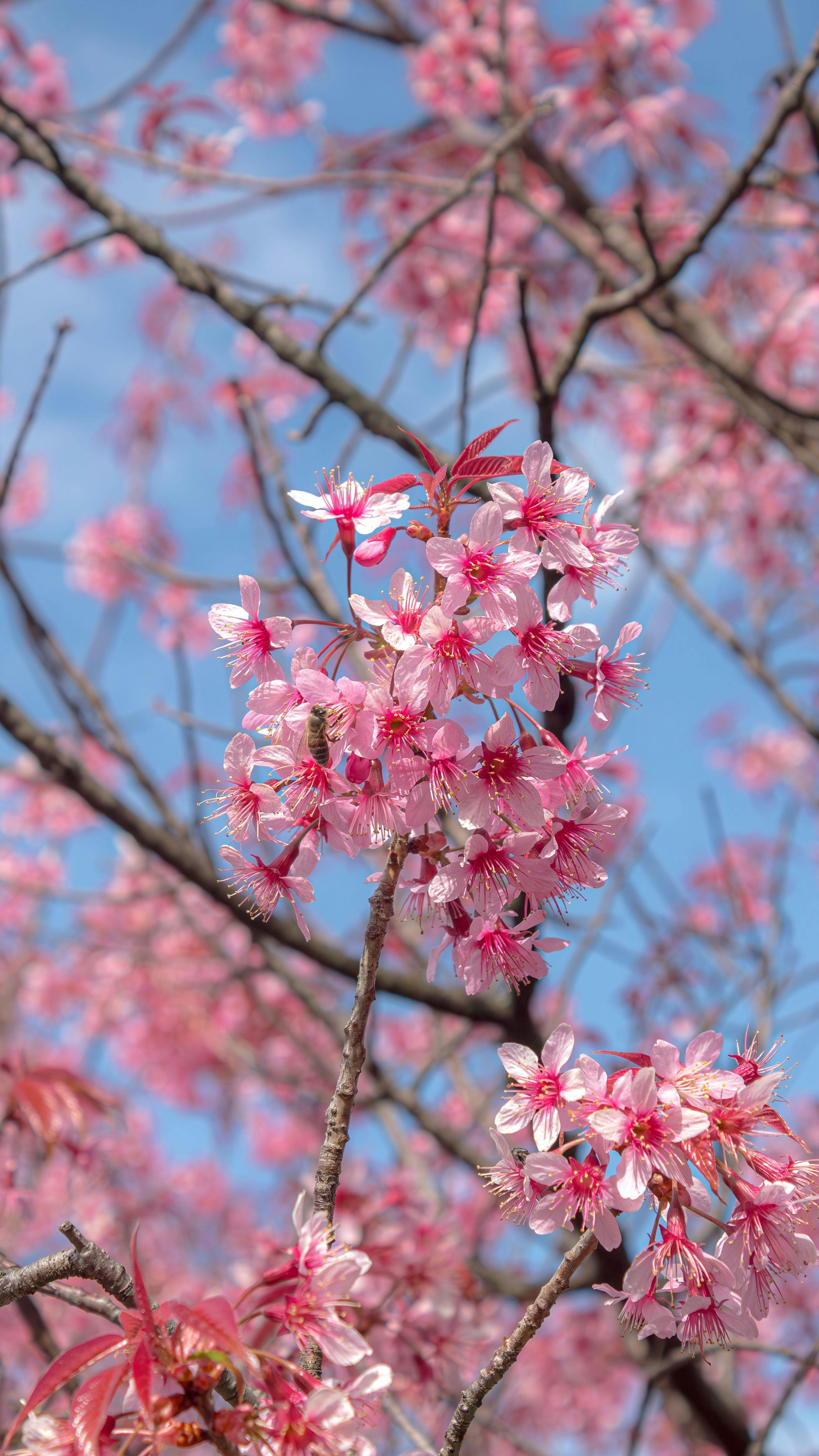 Photo of Cherry Blossom Tree in Front of a Building · Free Stock Photo