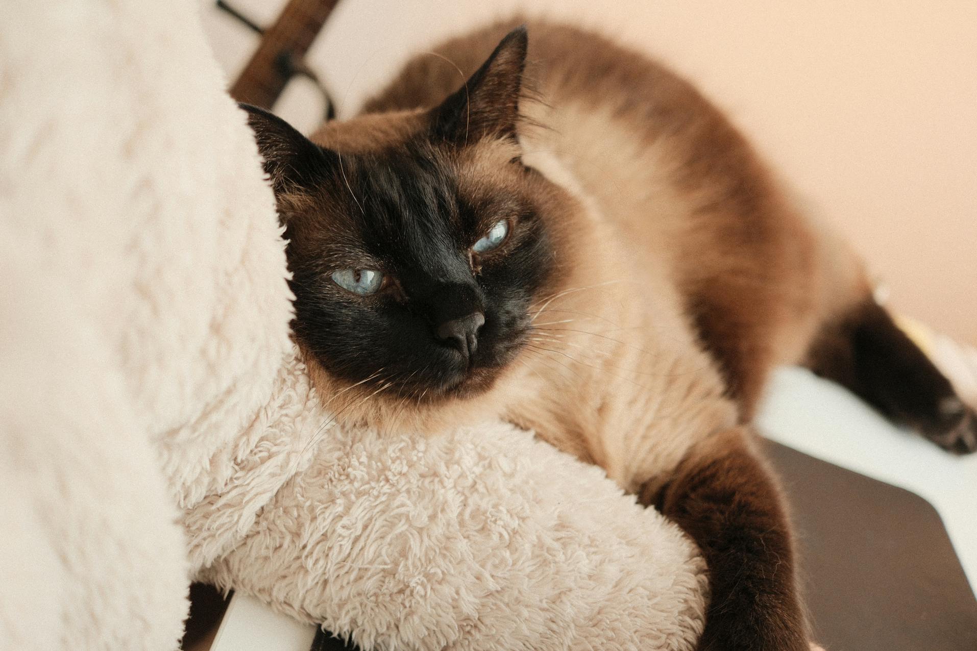 Traditional Applehead Siamese Cats: Complete Guide