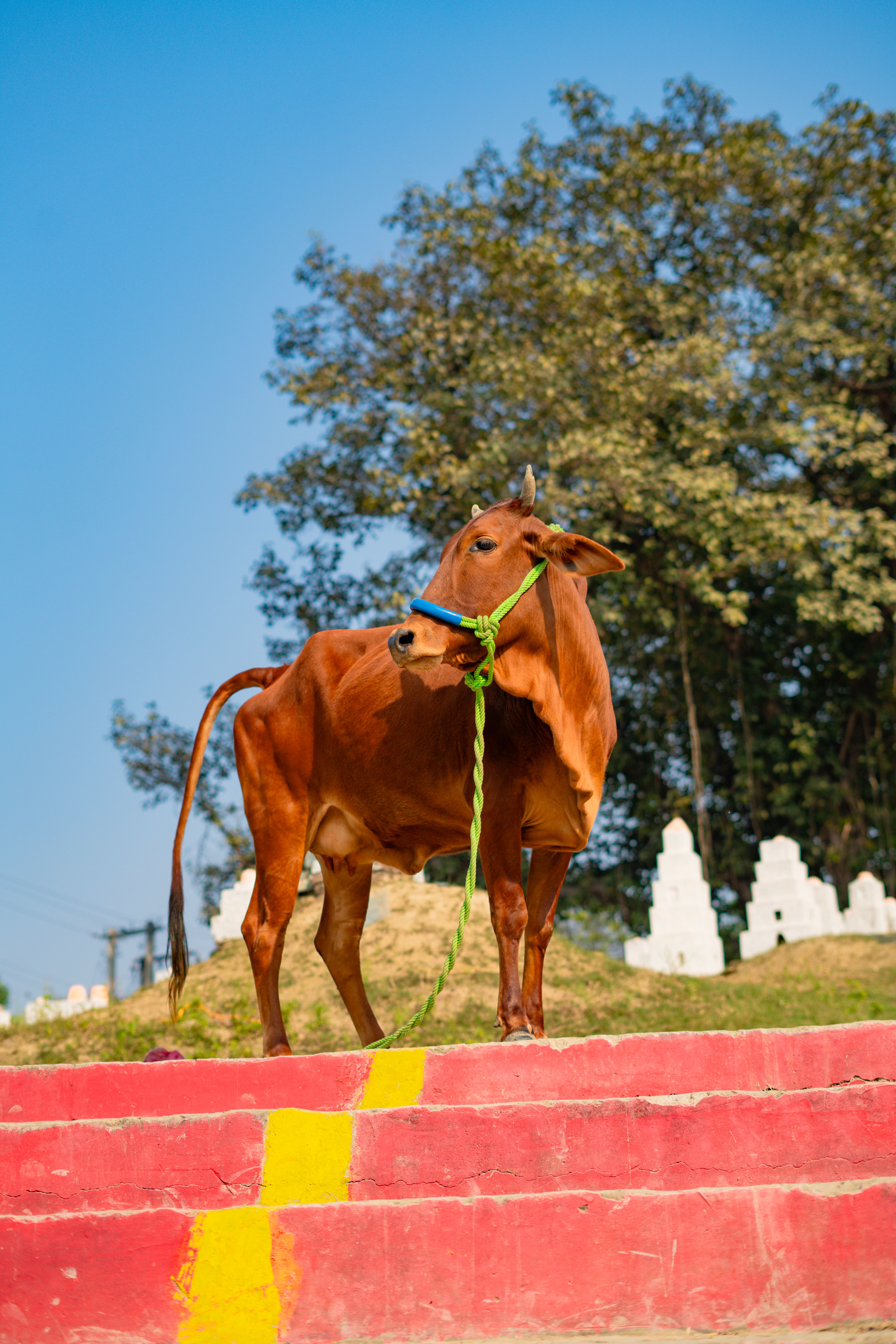 Majestic Indian Cow on Vibrant Steps Outdoors · Free Stock Photo