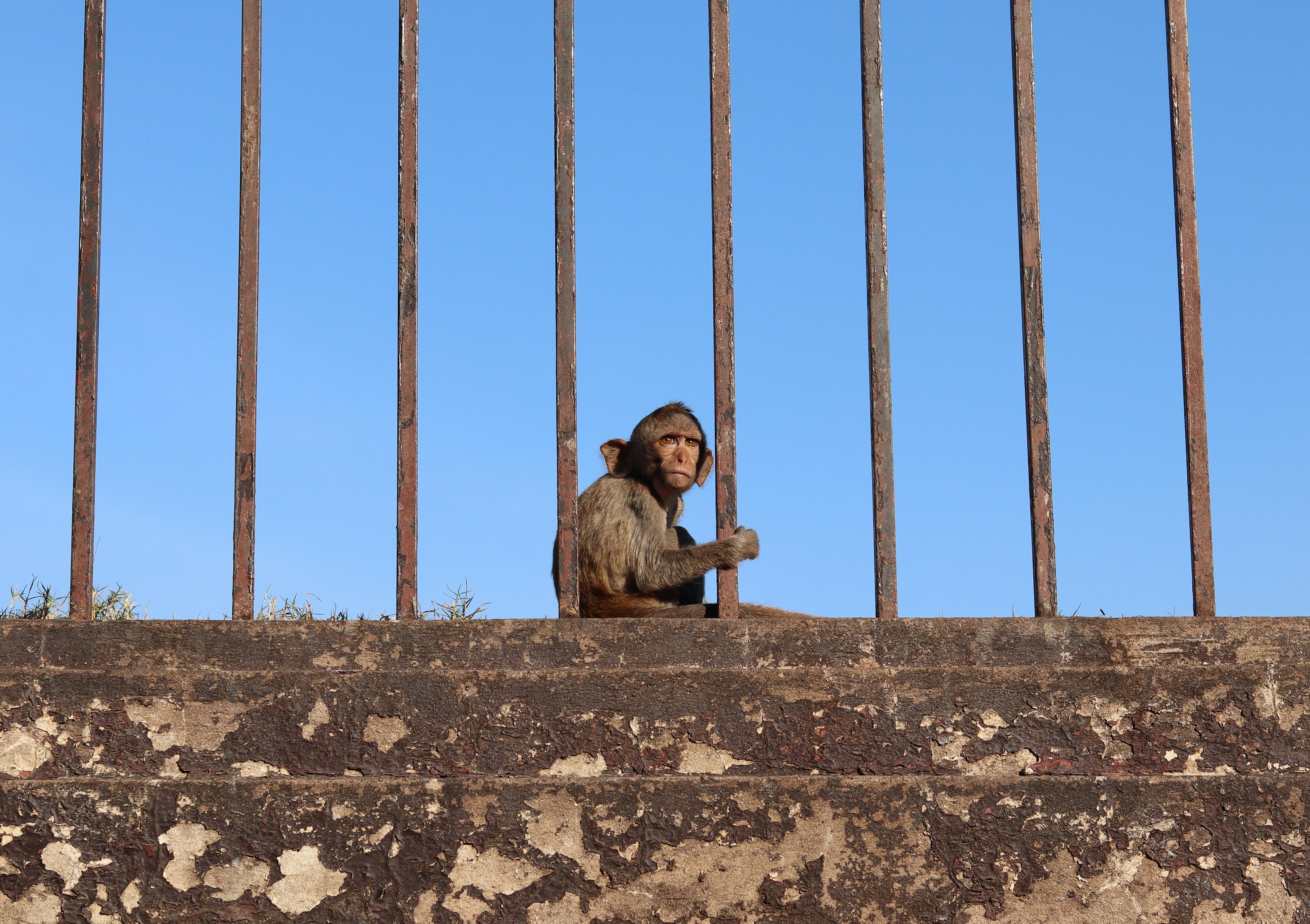 Freedom And Captivity Photos, Download The BEST Free Freedom And ...