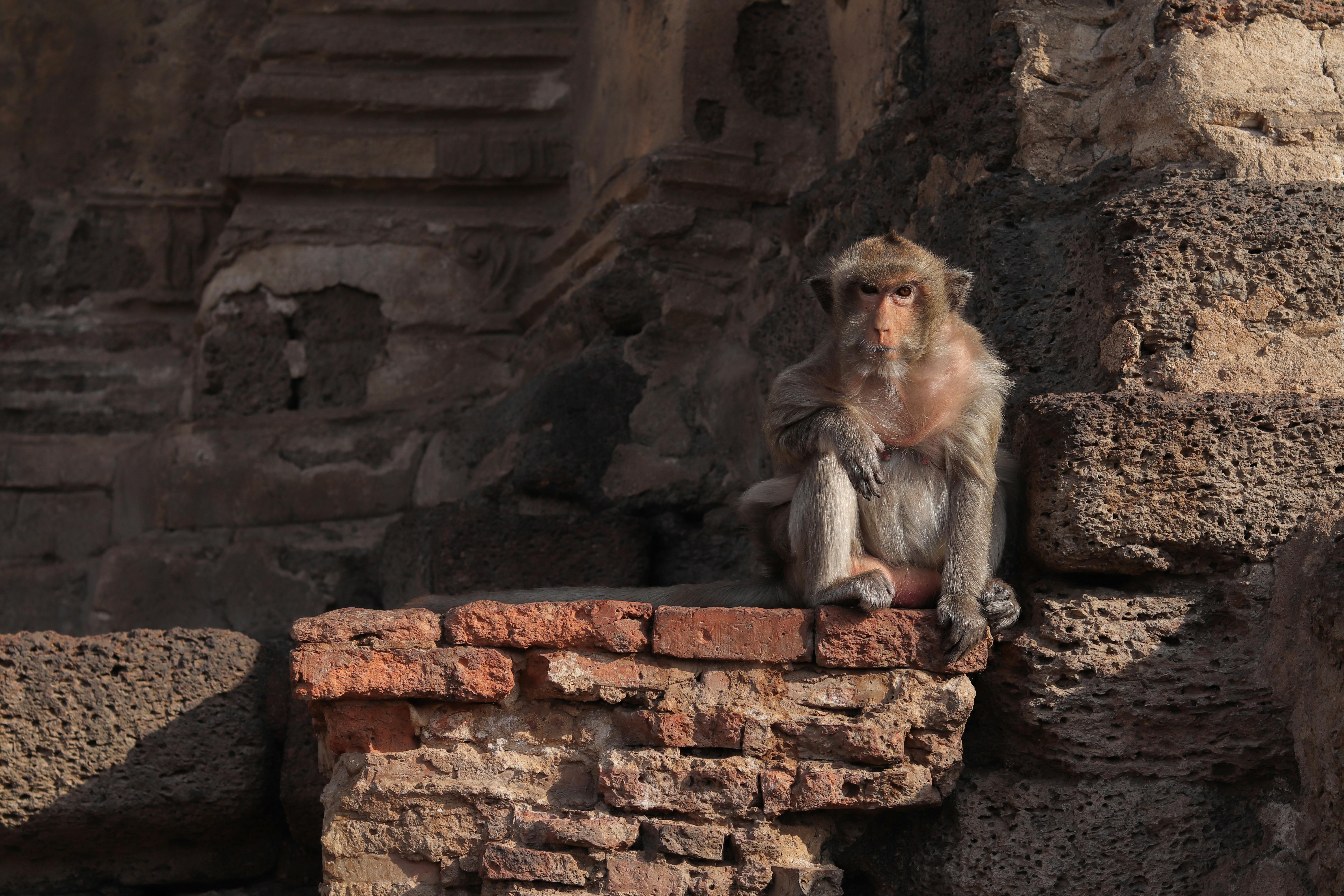Rhesus Macaque on Ancient Temple Ruins in Thailand · Free Stock Photo