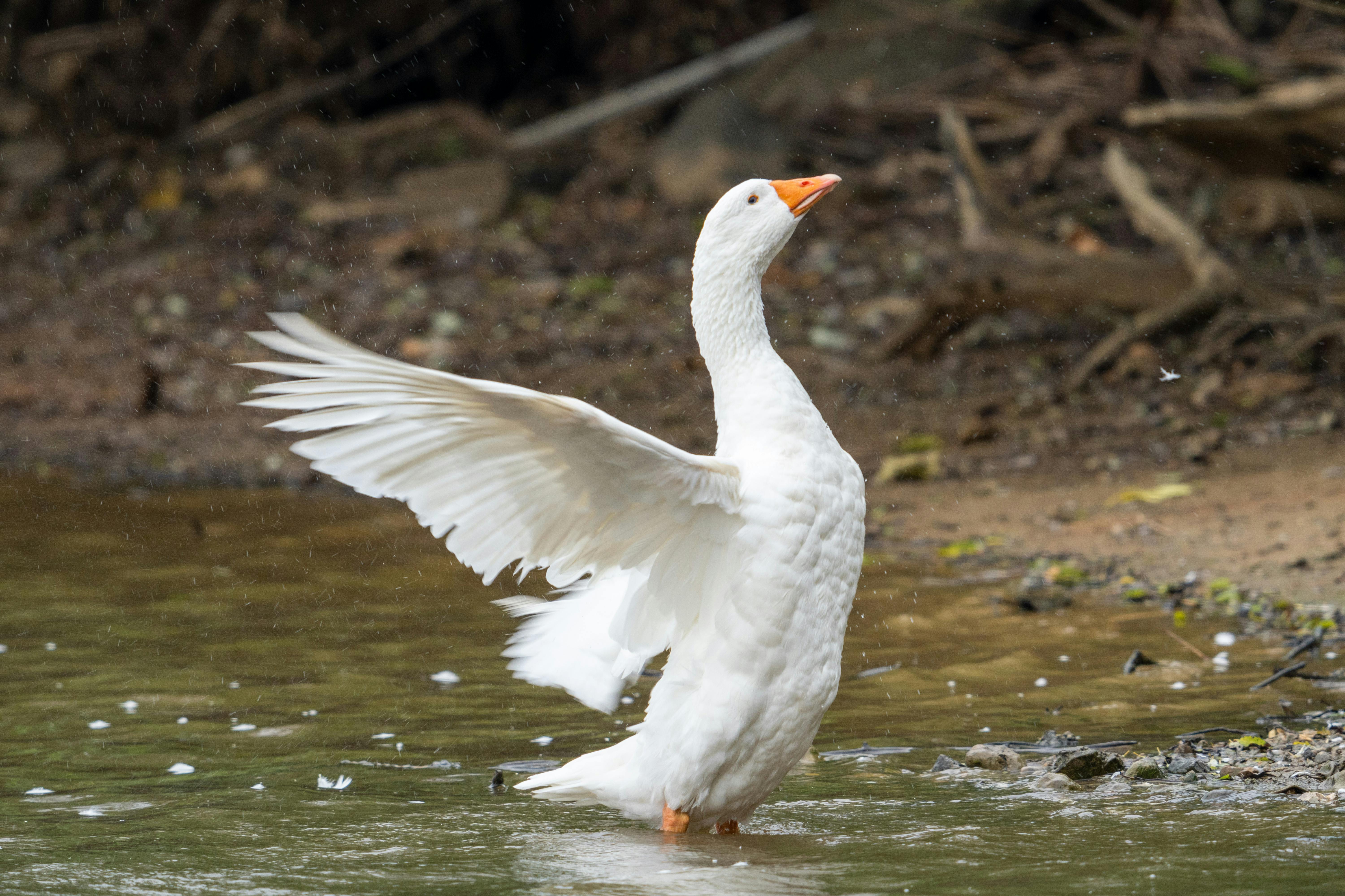 Majestueuze Witte Gans Spreidt Zijn Vleugels Bij Het Meer · Gratis ...