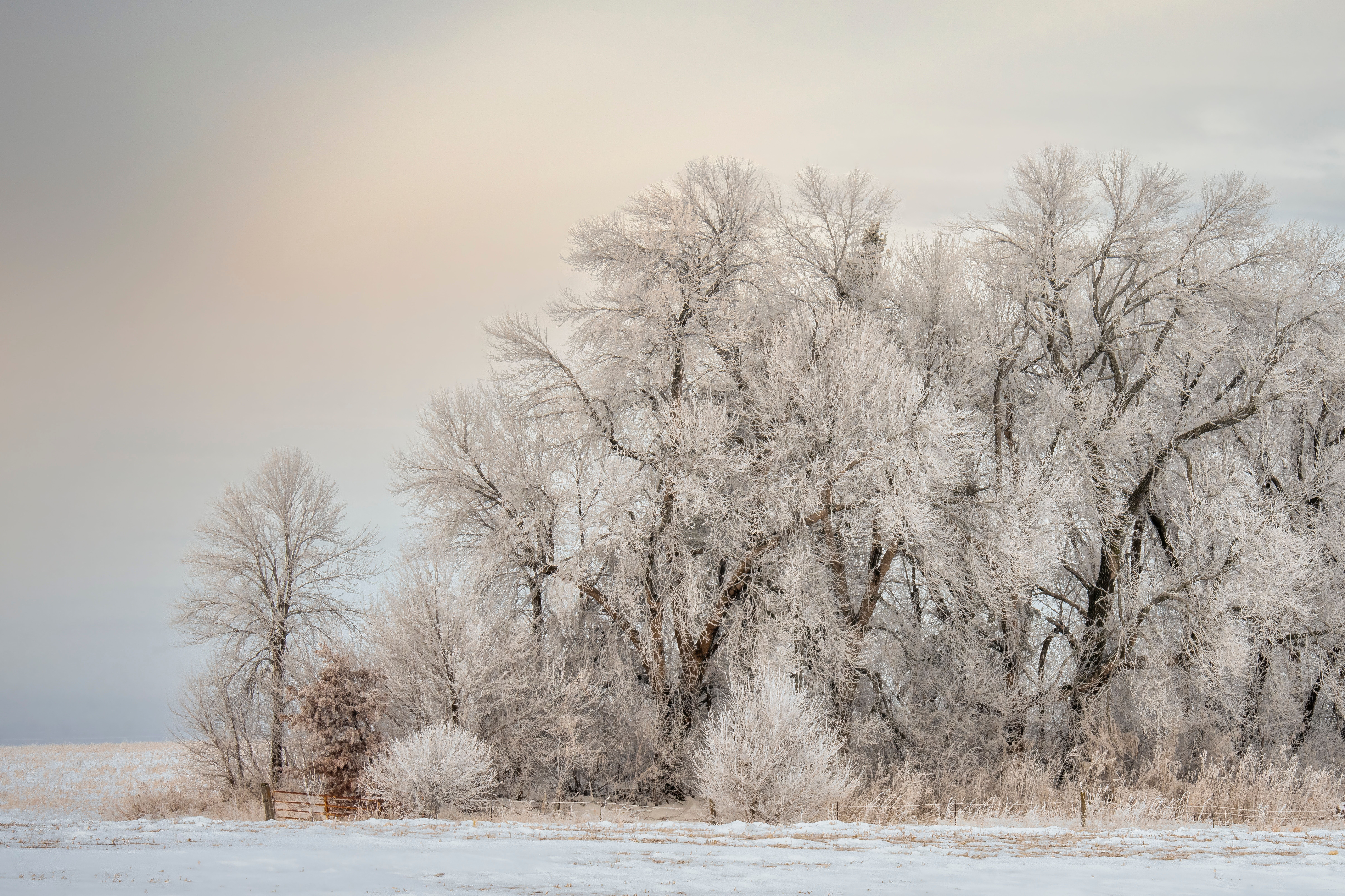 Frost-Covered Trees in Winter Landscape in Minnesota · Free Stock Photo