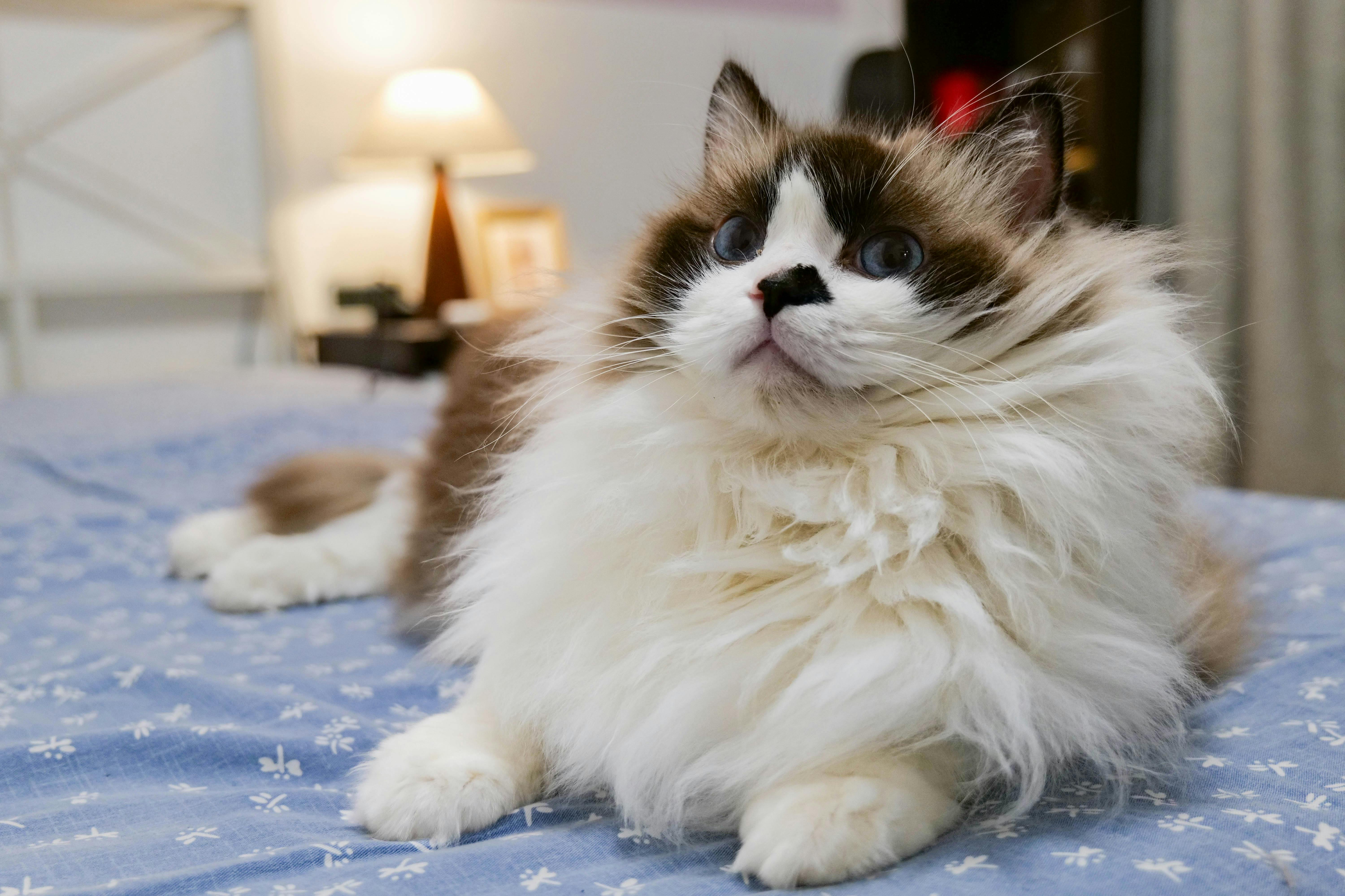 Fluffy Ragdoll Cat Relaxing Indoors · Free Stock Photo
