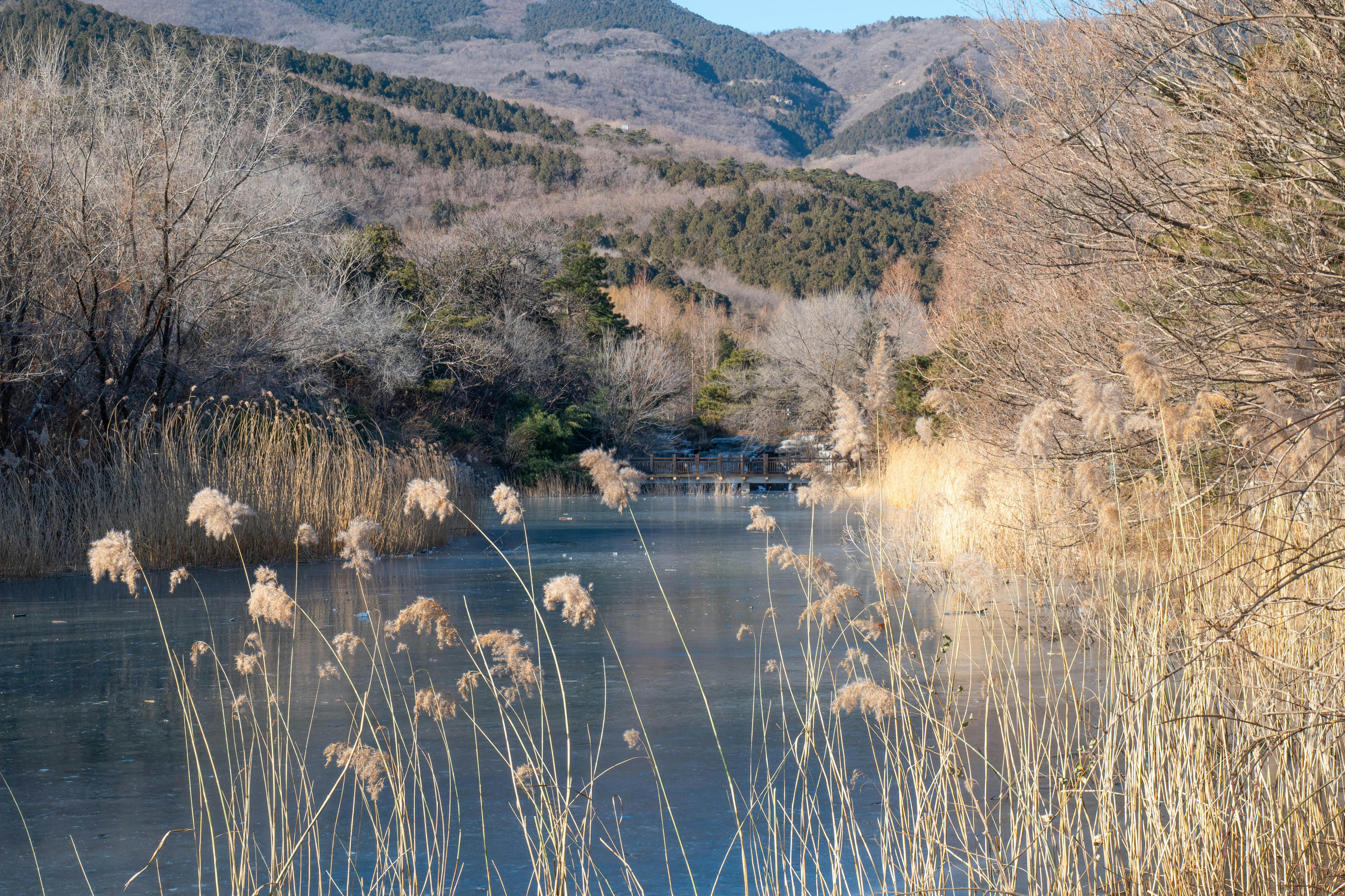 Reeds Set Photos, Download The BEST Free Reeds Set Stock Photos & HD Images