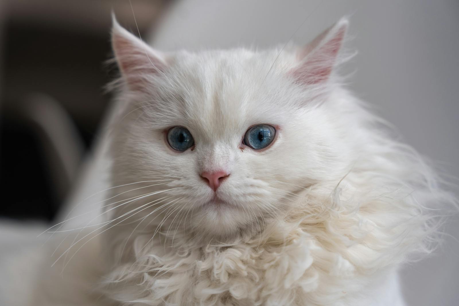 Sigma Cat Photos, Download The BEST Free Sigma Cat Stock Photos & HD Images