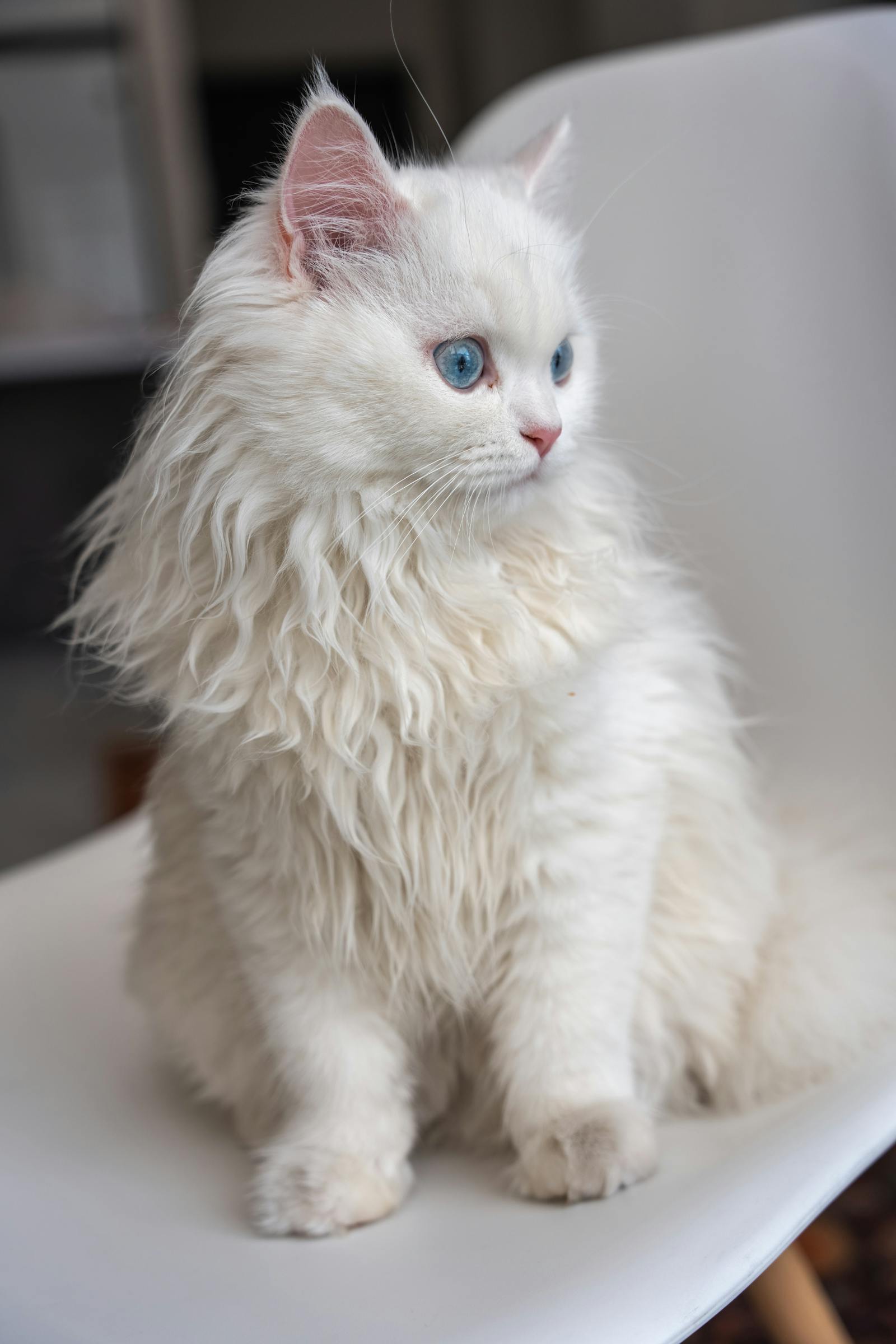 Sigma Cat Photos, Download The BEST Free Sigma Cat Stock Photos & HD Images