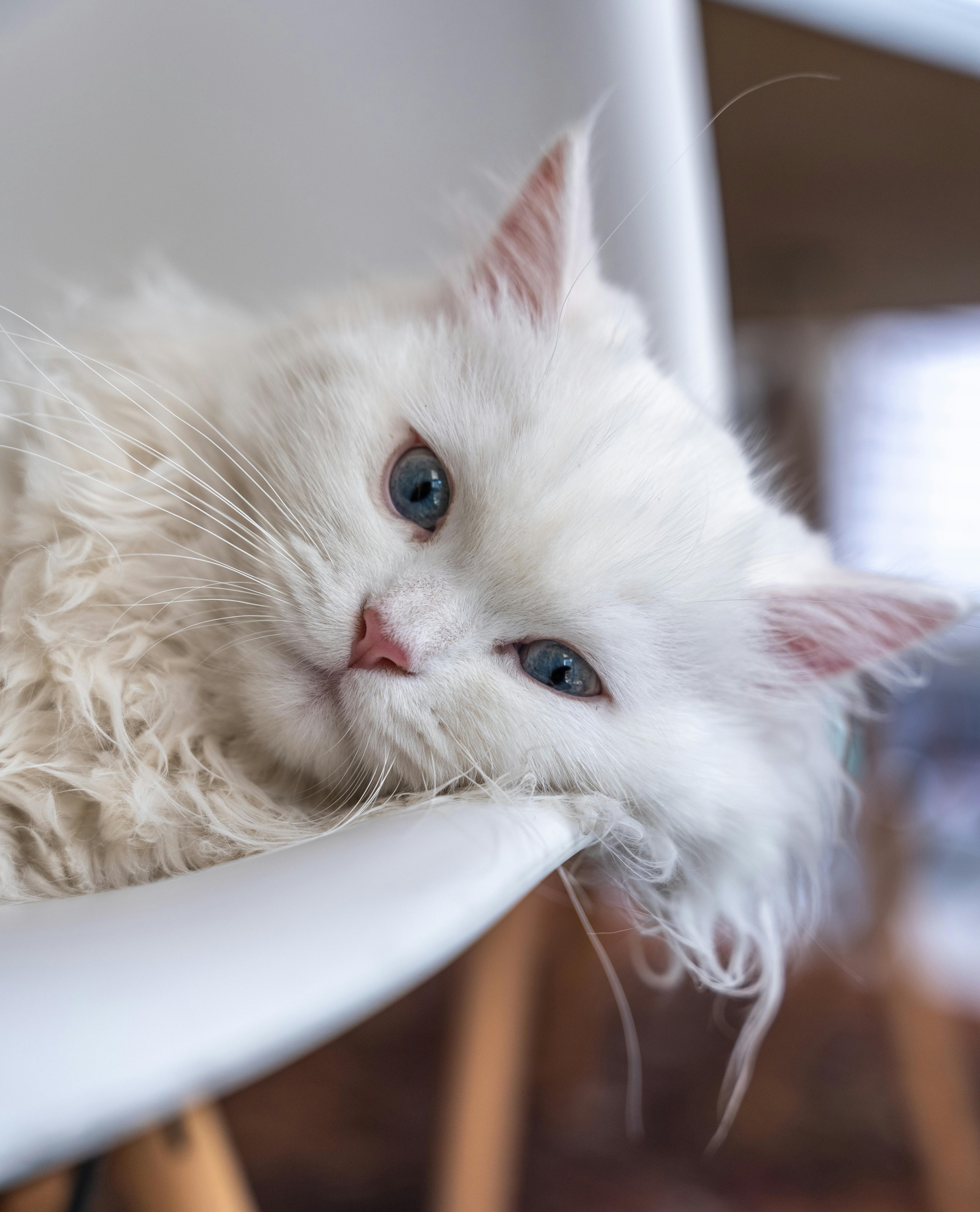 Sigma Cat Photos, Download The BEST Free Sigma Cat Stock Photos & HD Images