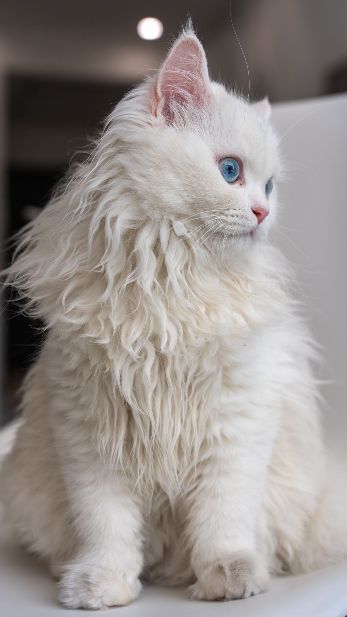 Sigma Cat Photos, Download The BEST Free Sigma Cat Stock Photos & HD Images