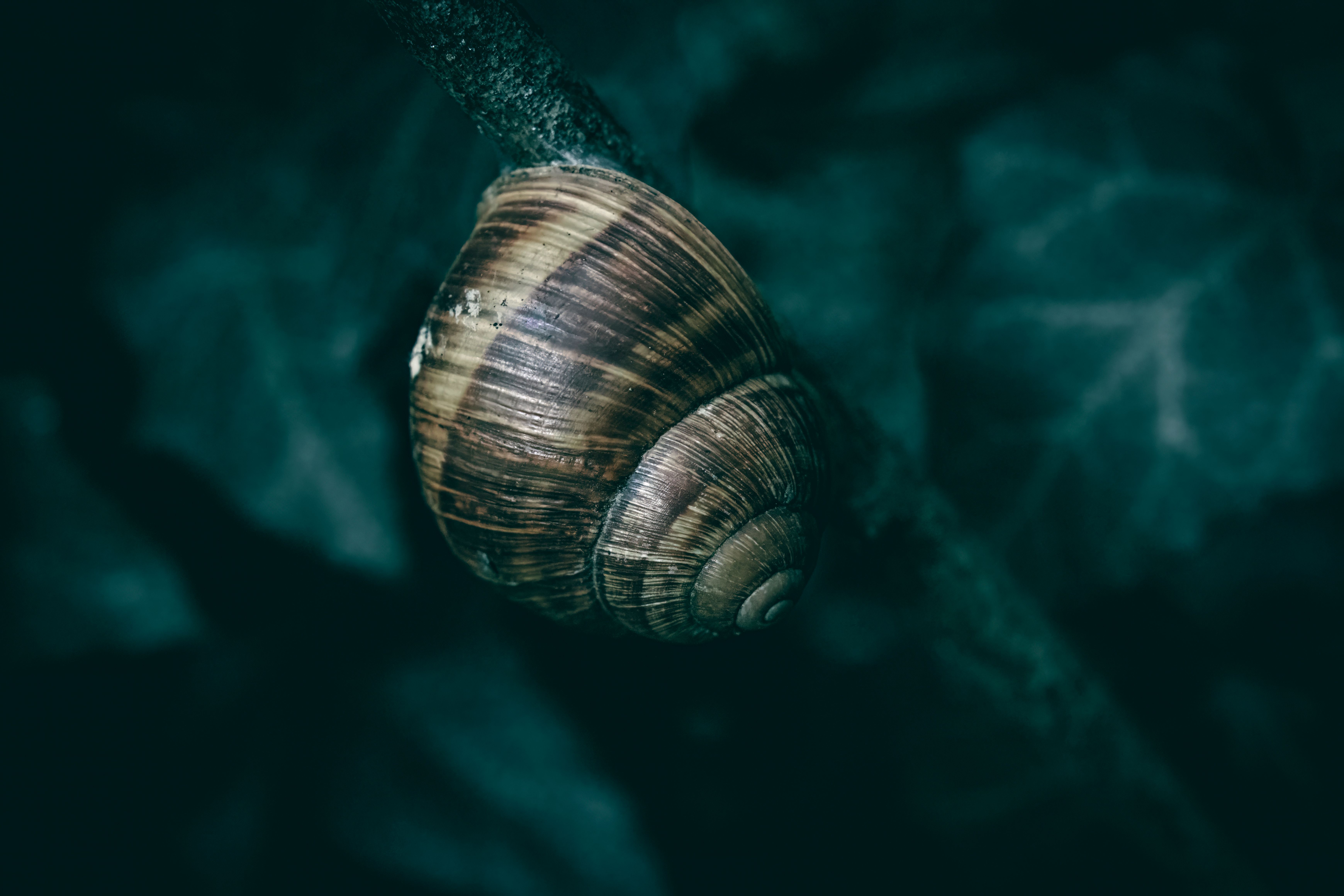 Snail Shell on Tree Bark · Free Stock Photo