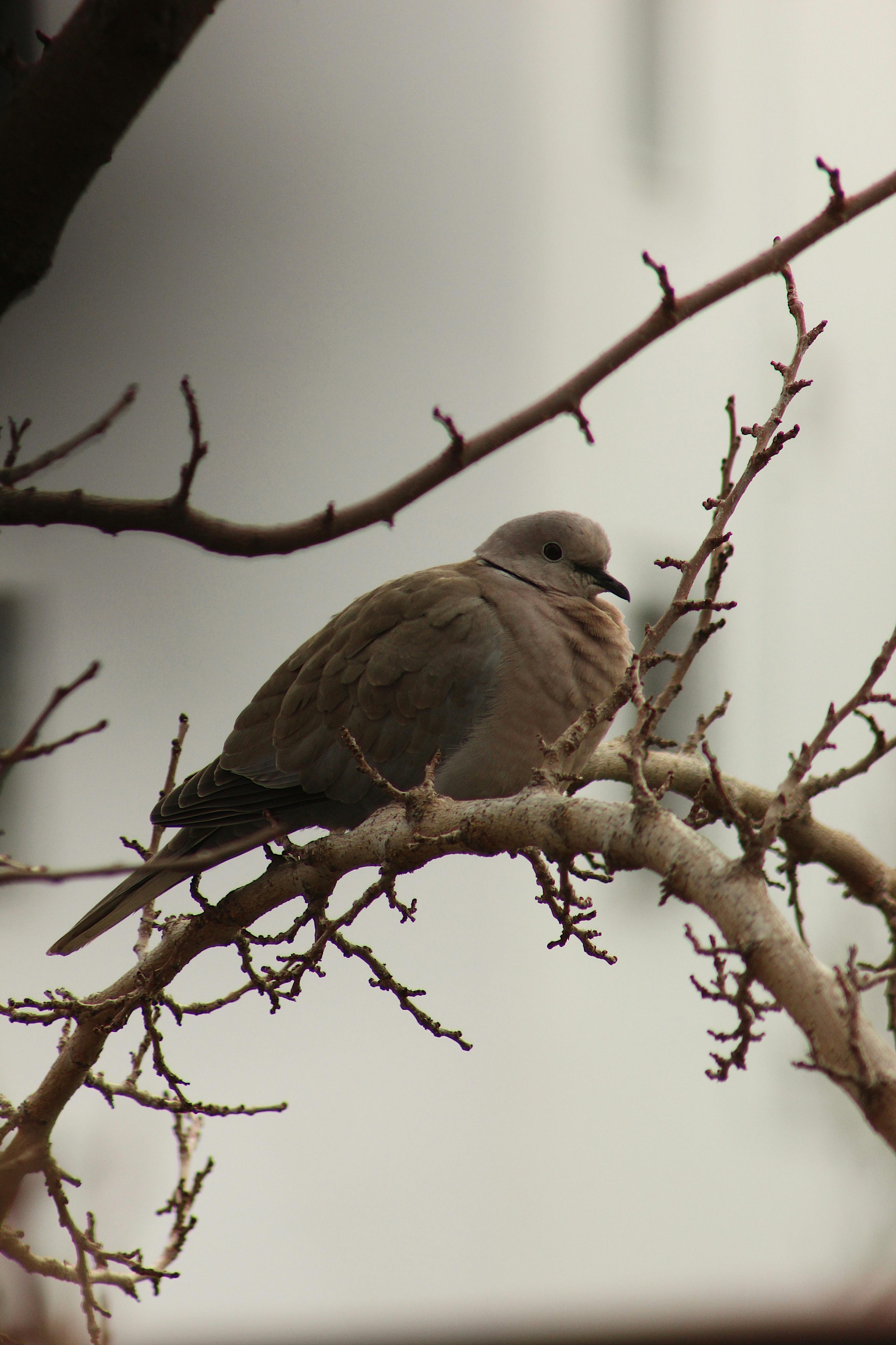Dove Profile Photos, Download The BEST Free Dove Profile Stock Photos ...