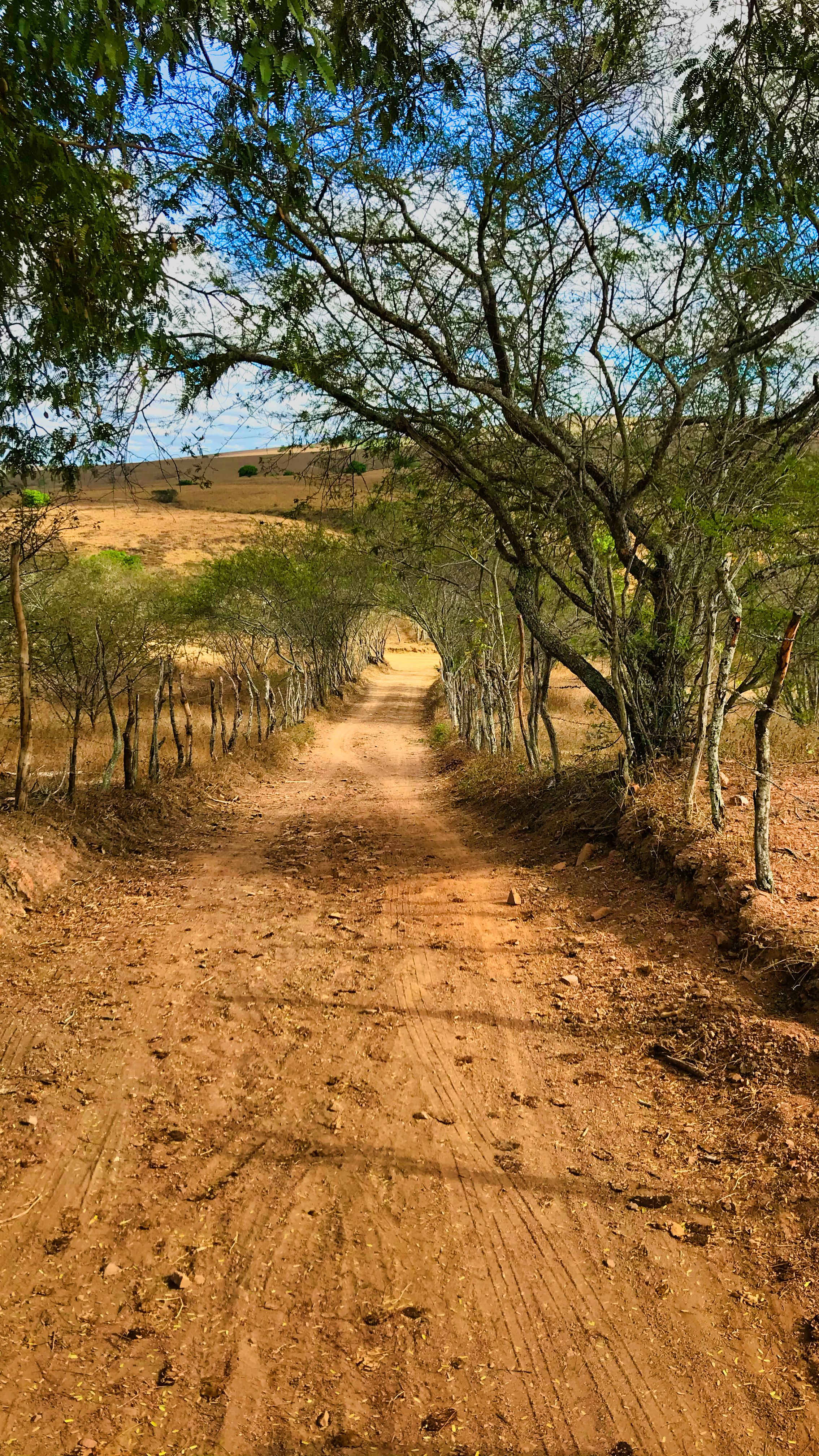 Scenic Dirt Path in Brazilian Cerrado Landscape · Free Stock Photo