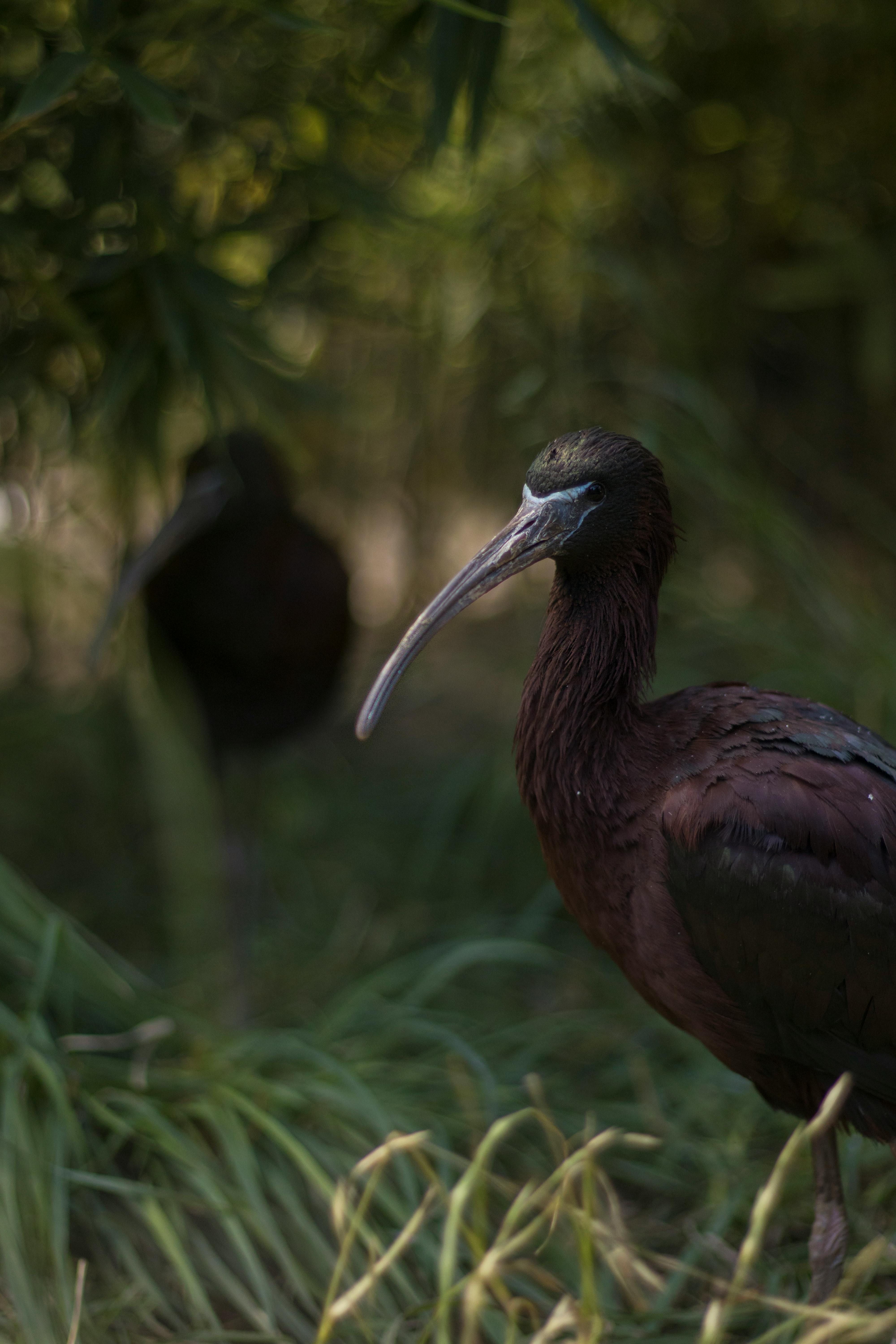Glossy Ibis in Lush Greenery Habitat · Free Stock Photo