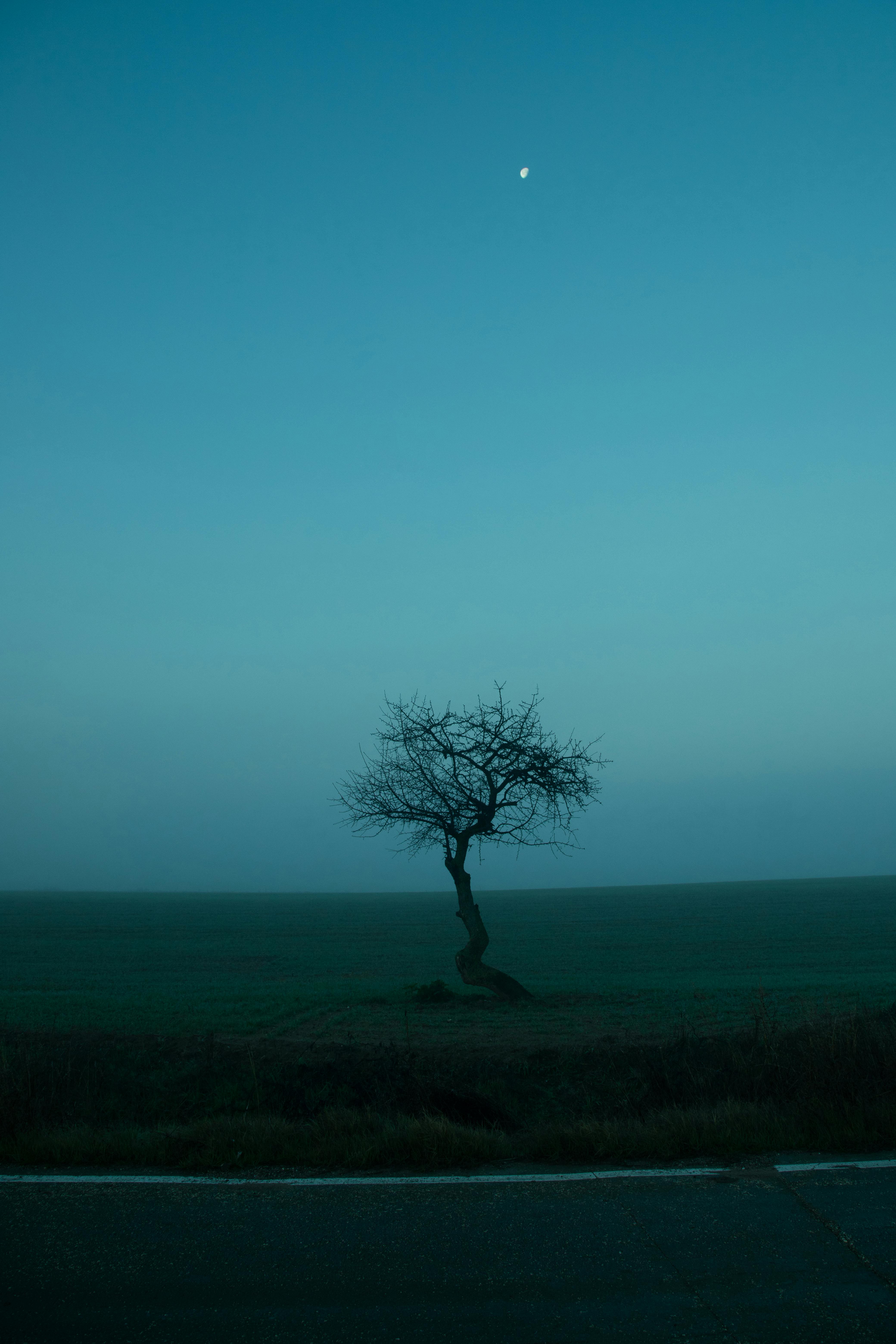 Lone Tree at Dusk Under Moonlit Sky · Free Stock Photo