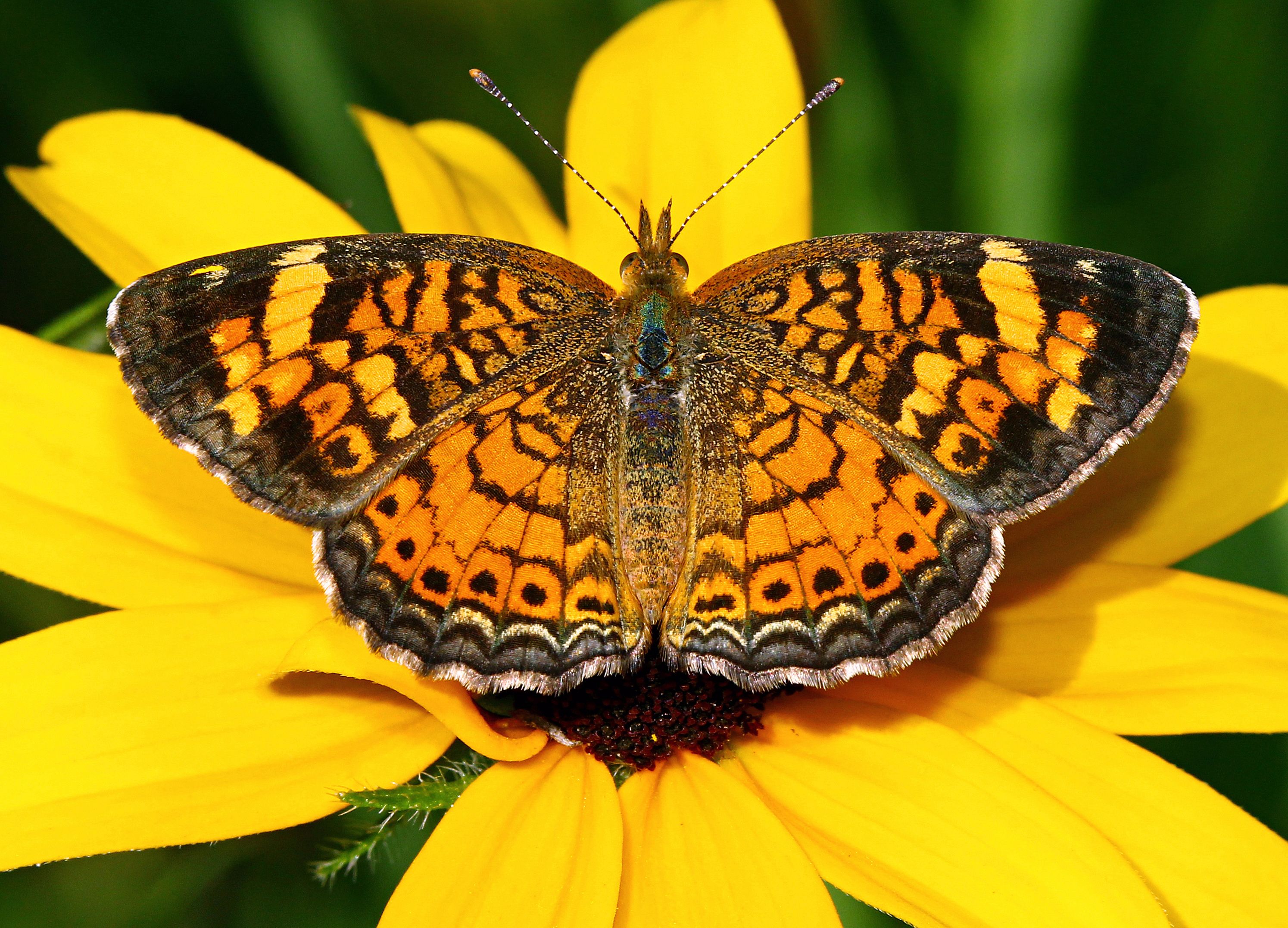 Crescent Butterfly Photos, Download The BEST Free Crescent Butterfly ...