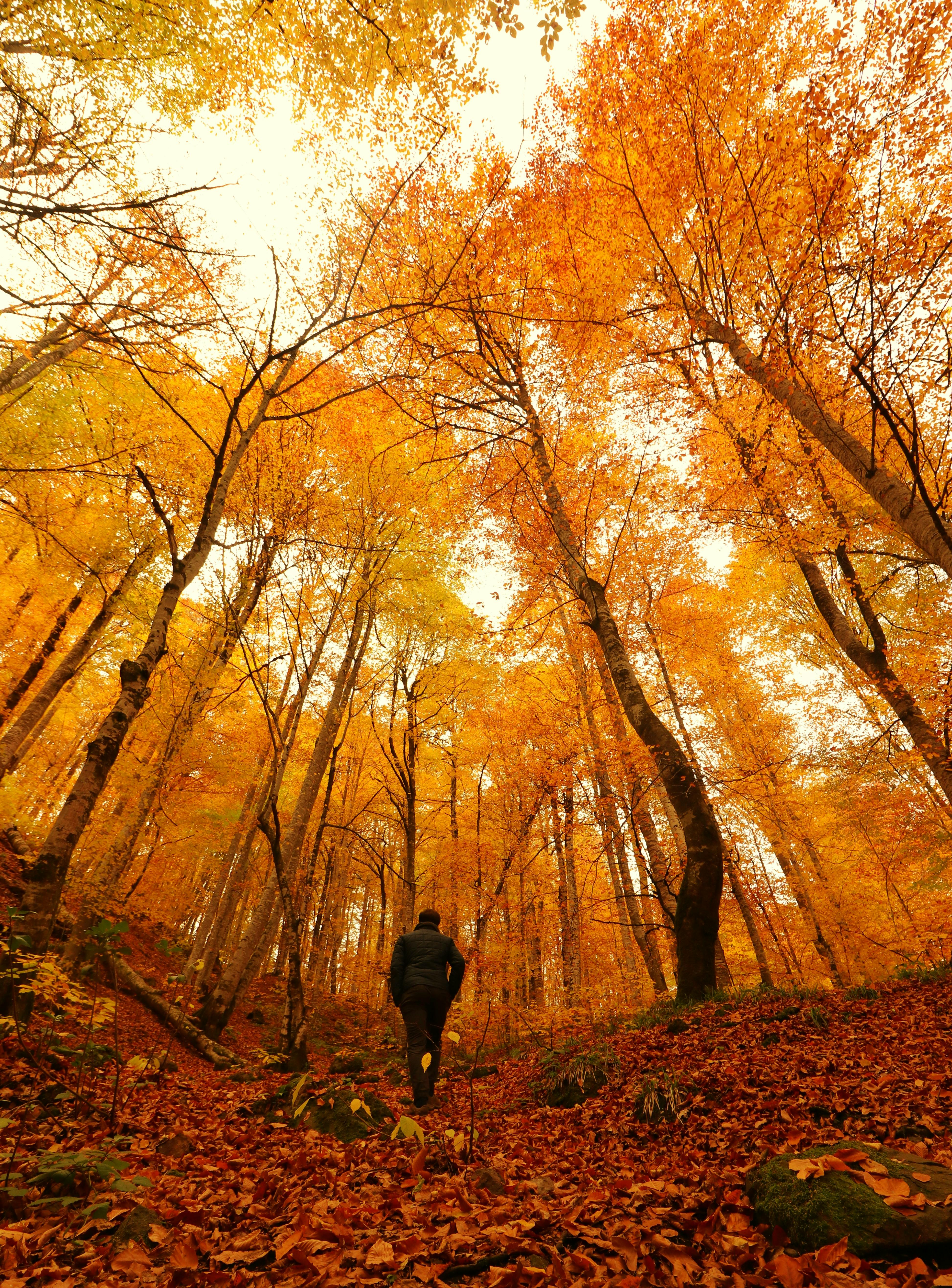 X Mas Backround Photos, Download The BEST Free X Mas Backround Stock ...