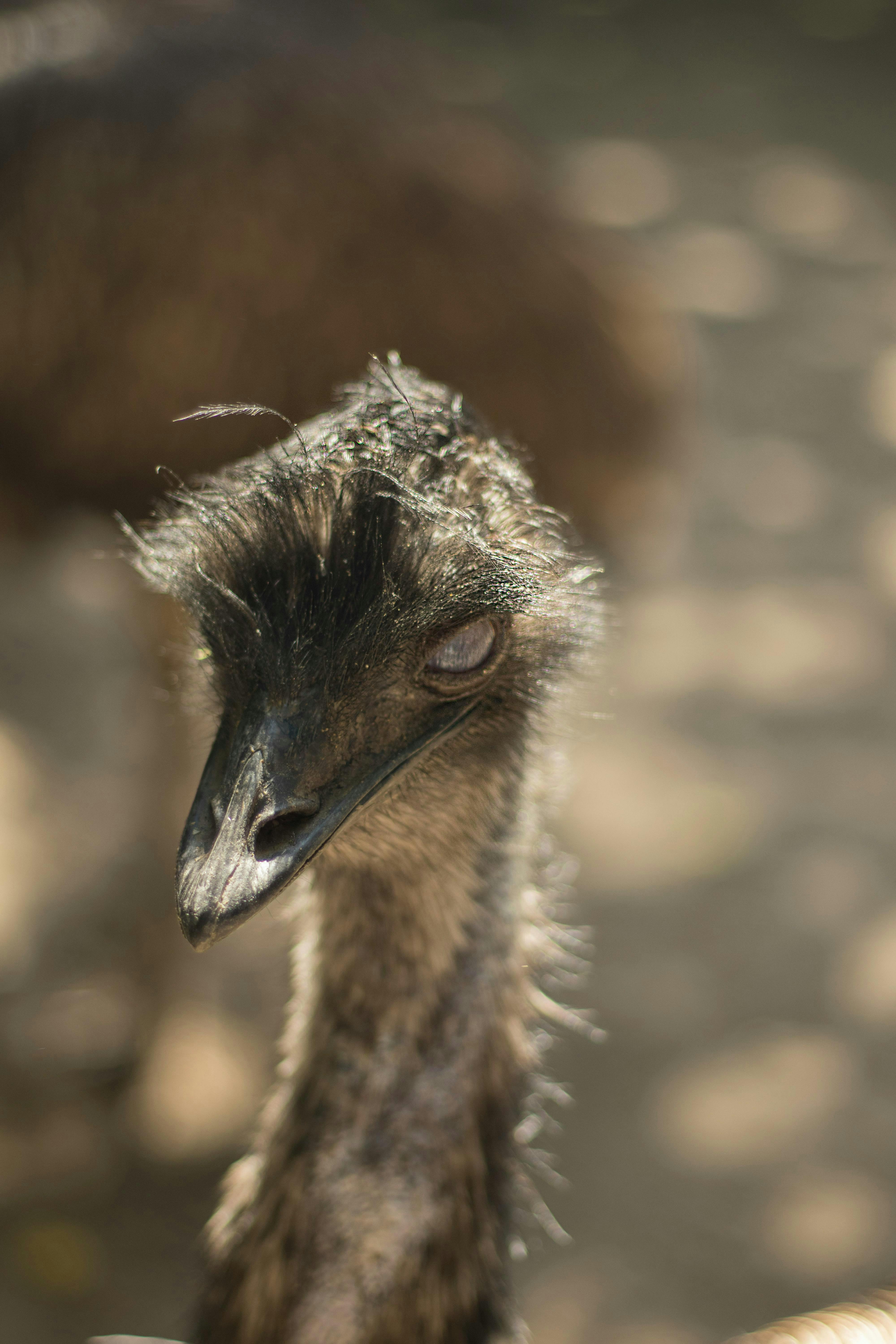 Close-Up Portrait of a Curious Emu in Sunlight · Free Stock Photo