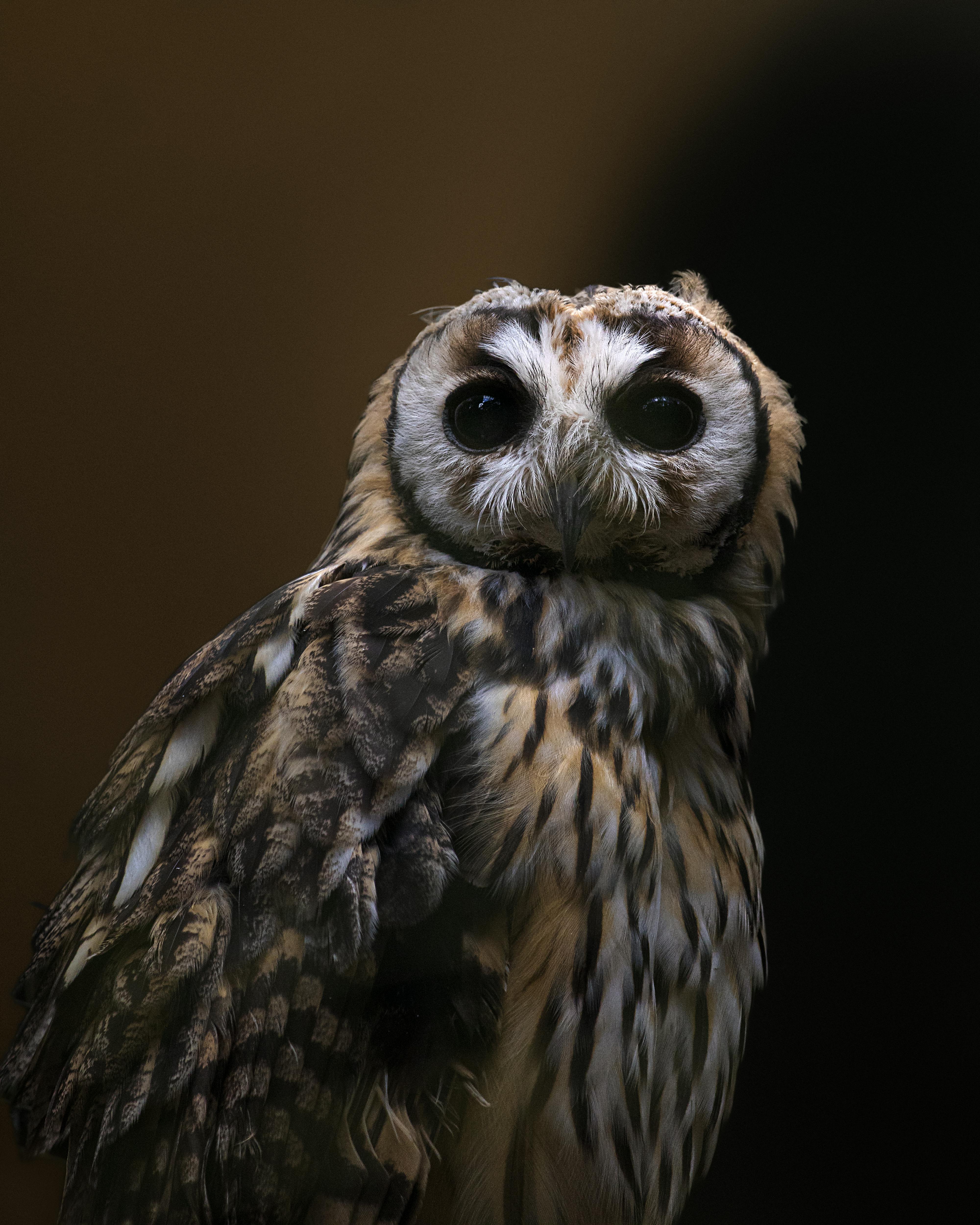 Primer Plano De Un Búho Real Moteado Por La Noche · Foto de stock gratuita