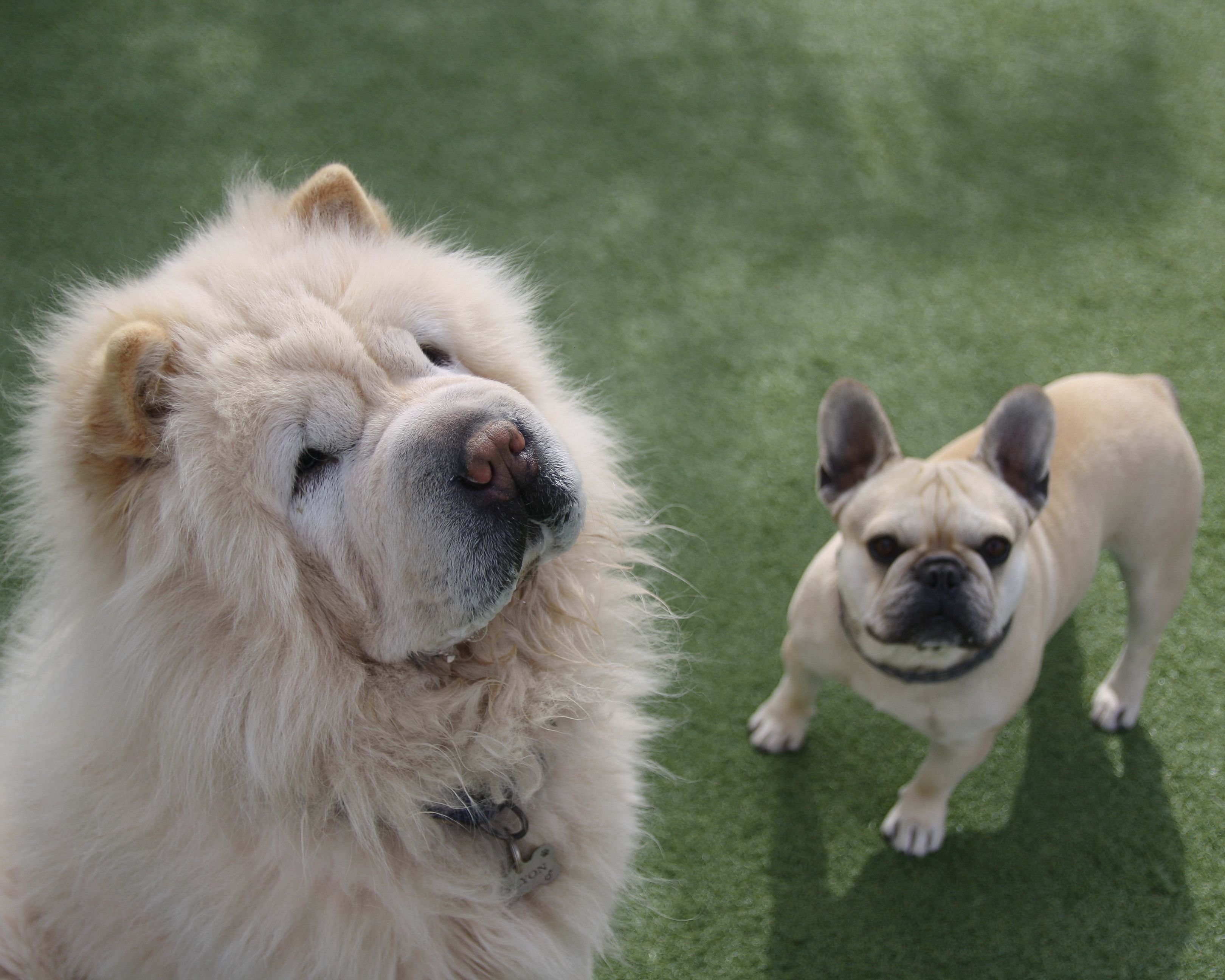 Dogs Hamami Beyaz Photos, Download The BEST Free Dogs Hamami Beyaz ...