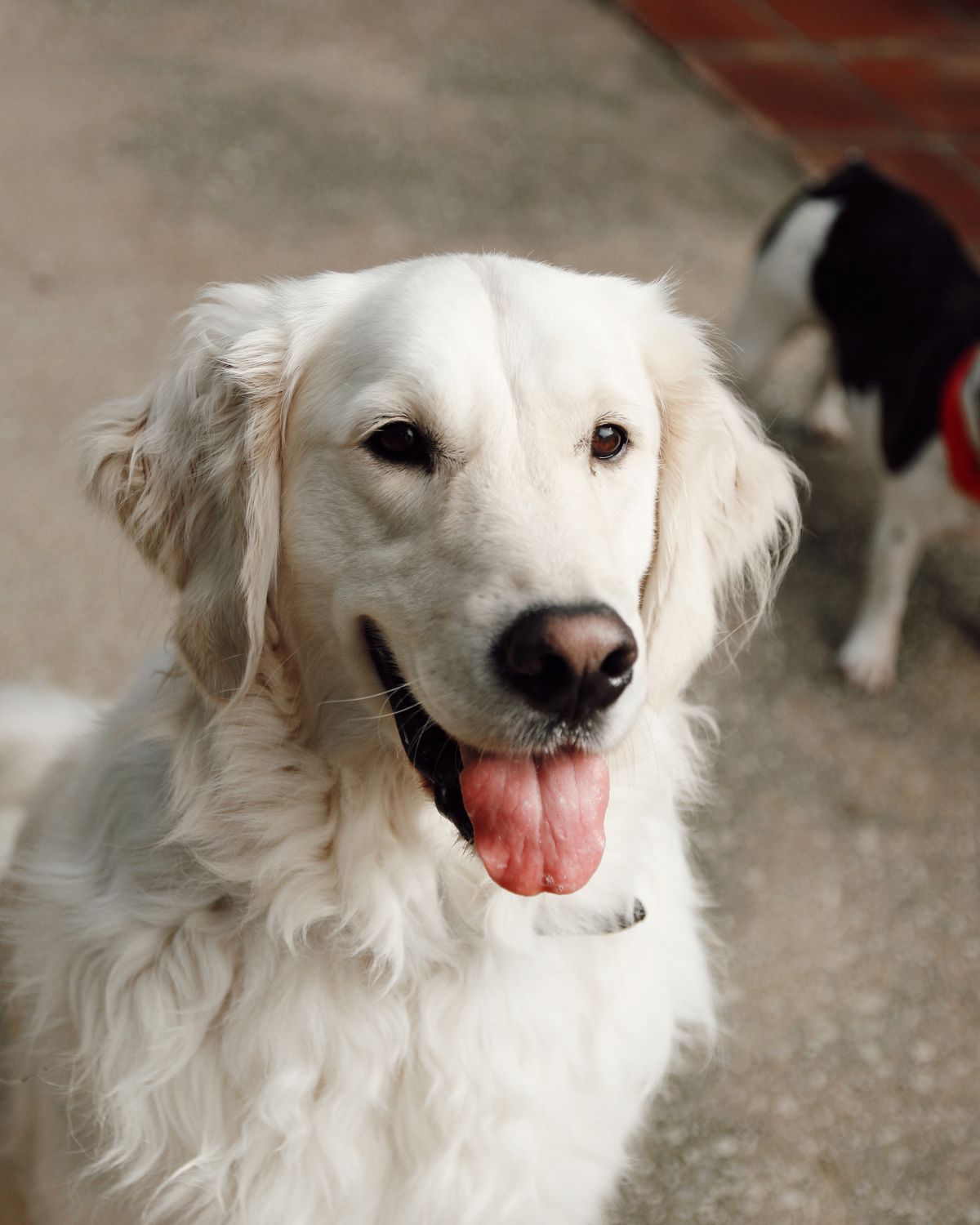 Golden Retriever Dog Photos, Download The BEST Free Golden Retriever ...