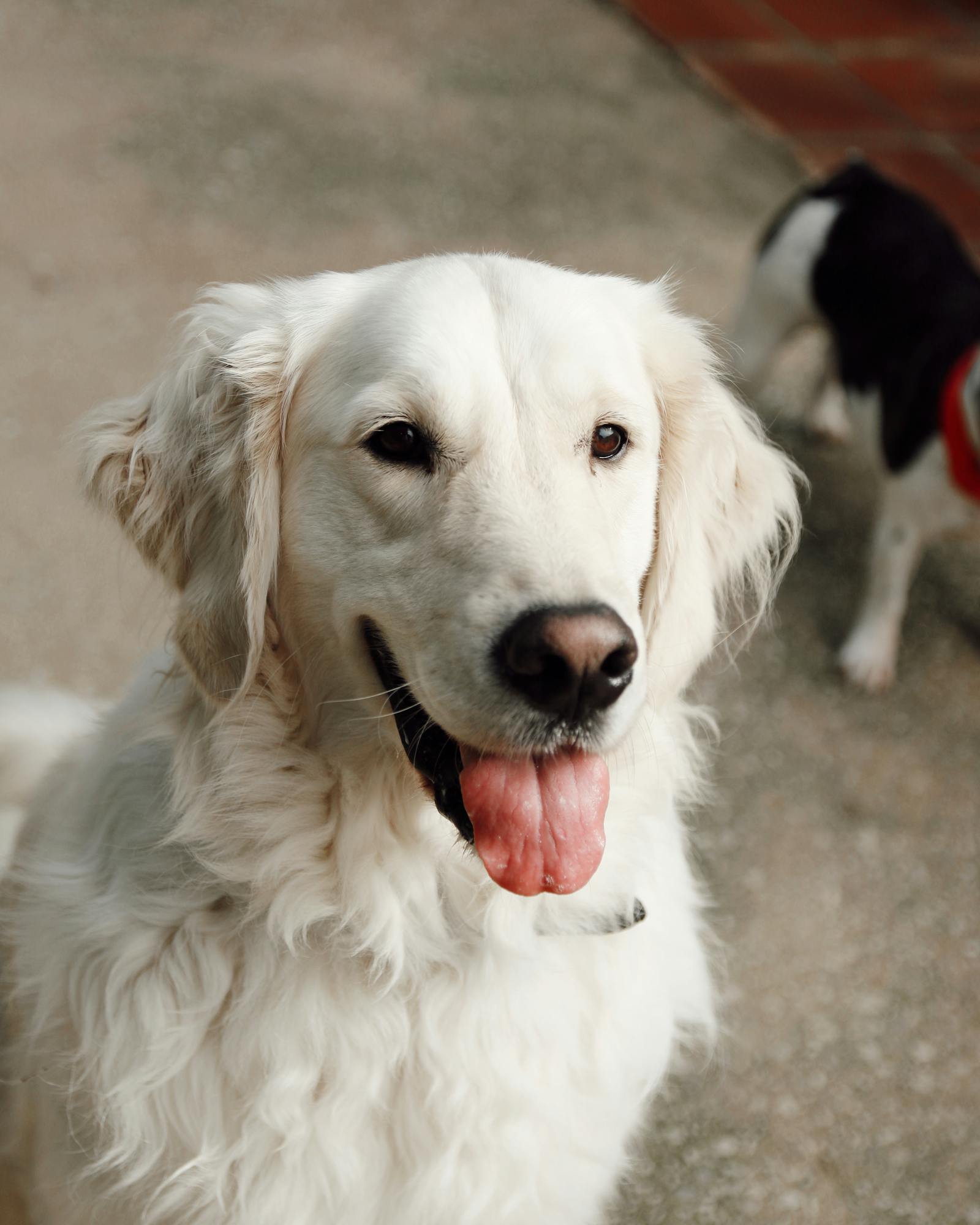 Golden Retriever Running Through A Field"> Photos, Download The BEST ...