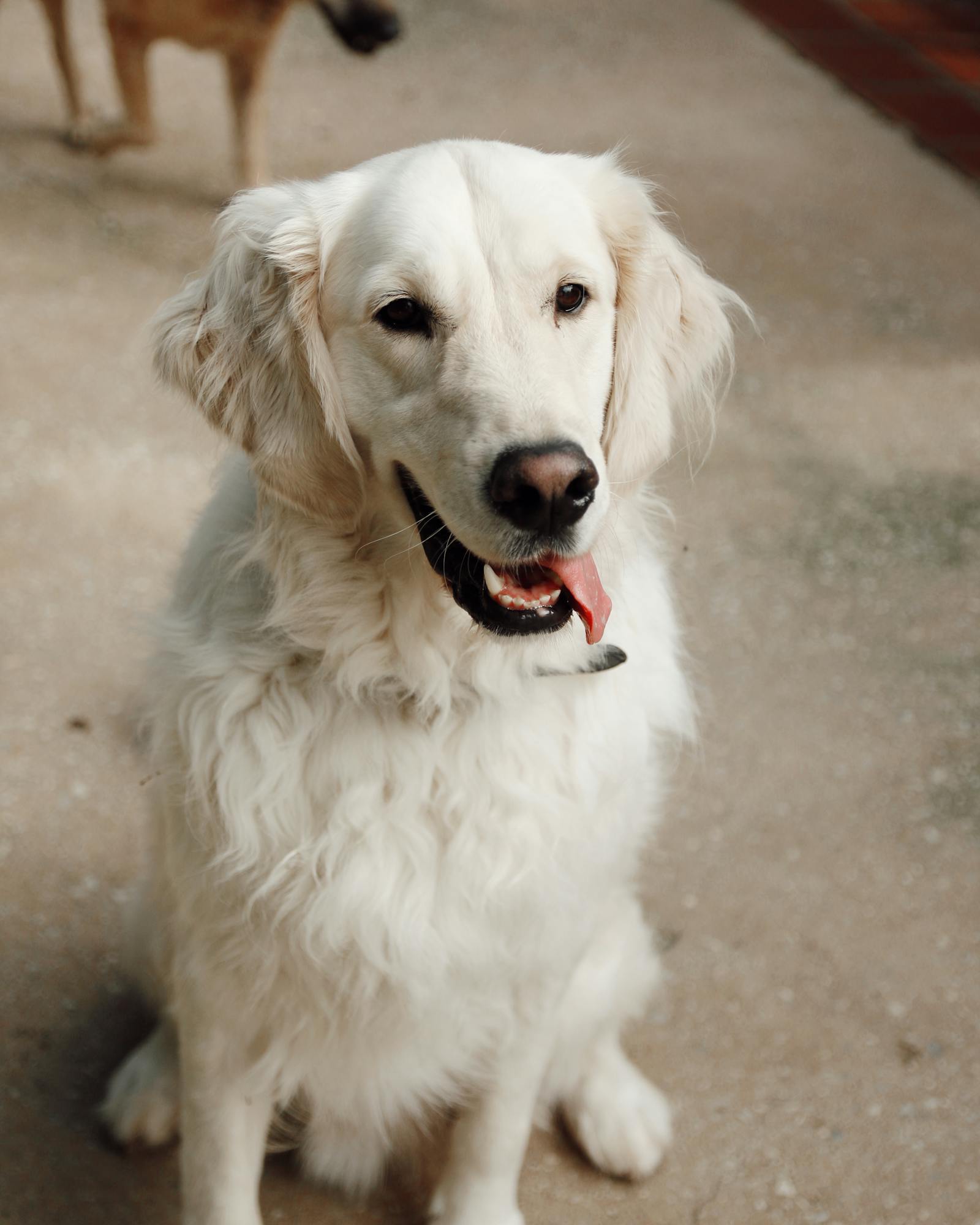 Golden Retriever Dog Photos, Download The BEST Free Golden Retriever ...