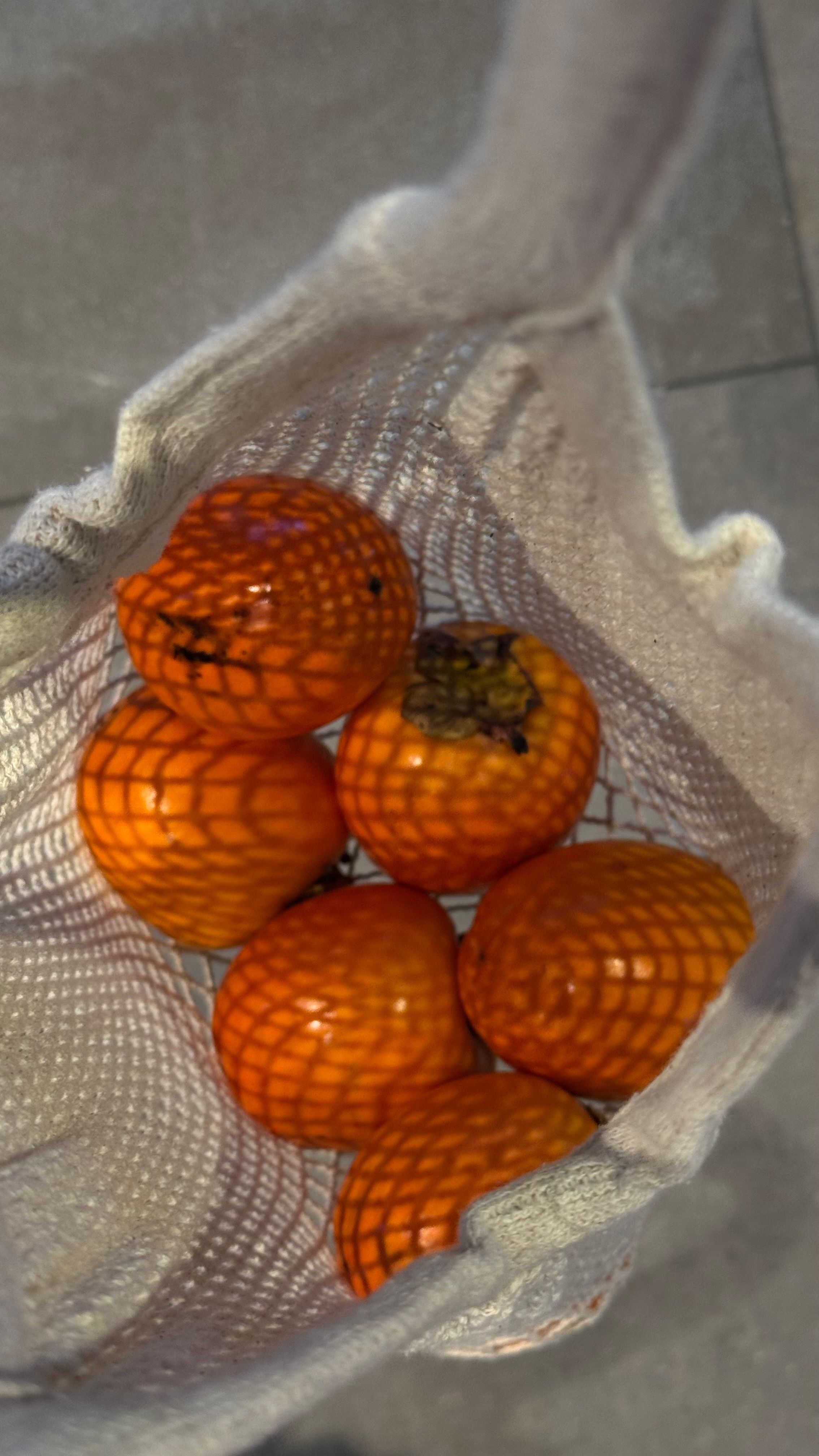 Vibrant Persimmons in Reusable Bag · Free Stock Photo