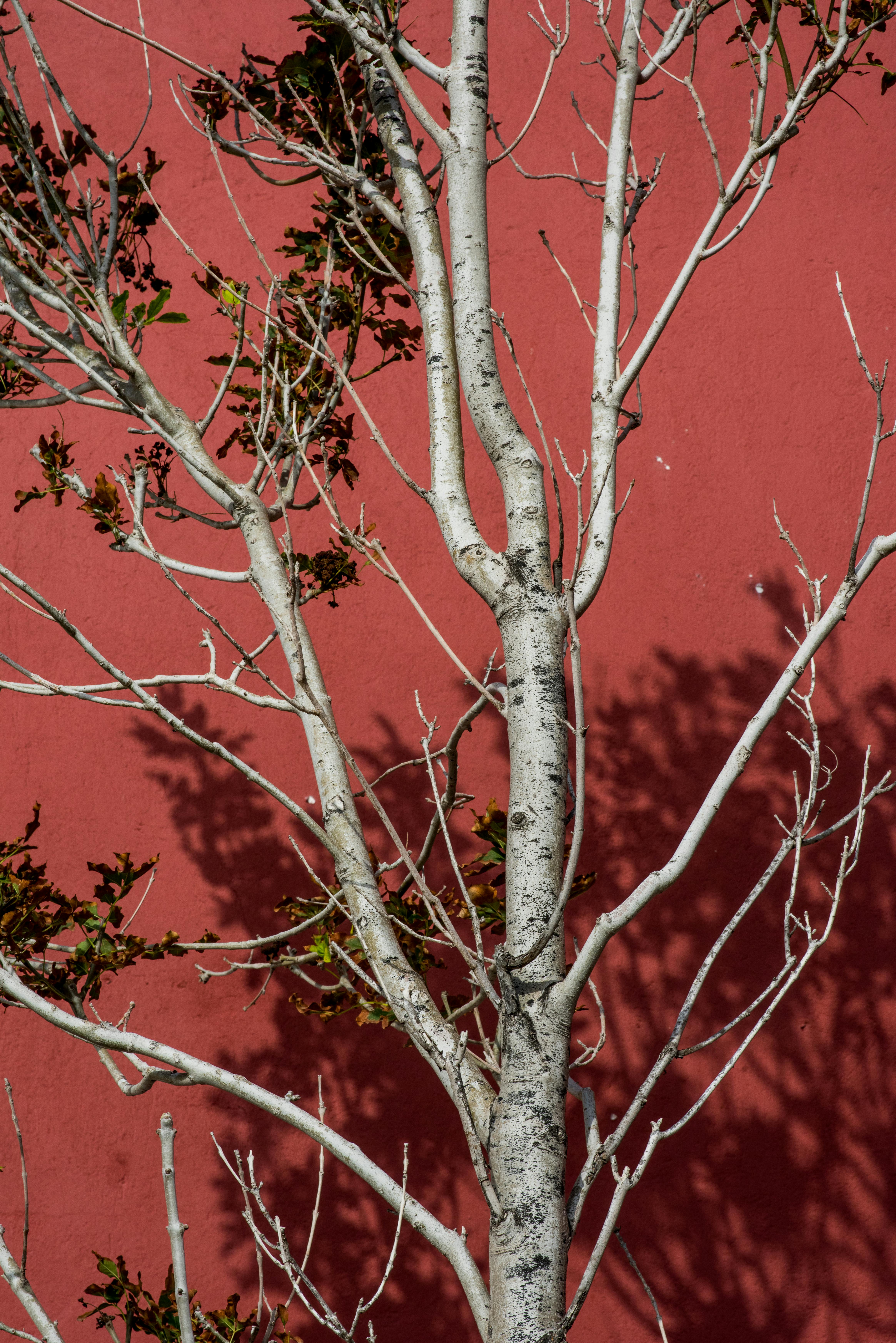 Bare Tree Against Red Wall in Sunlight · Free Stock Photo