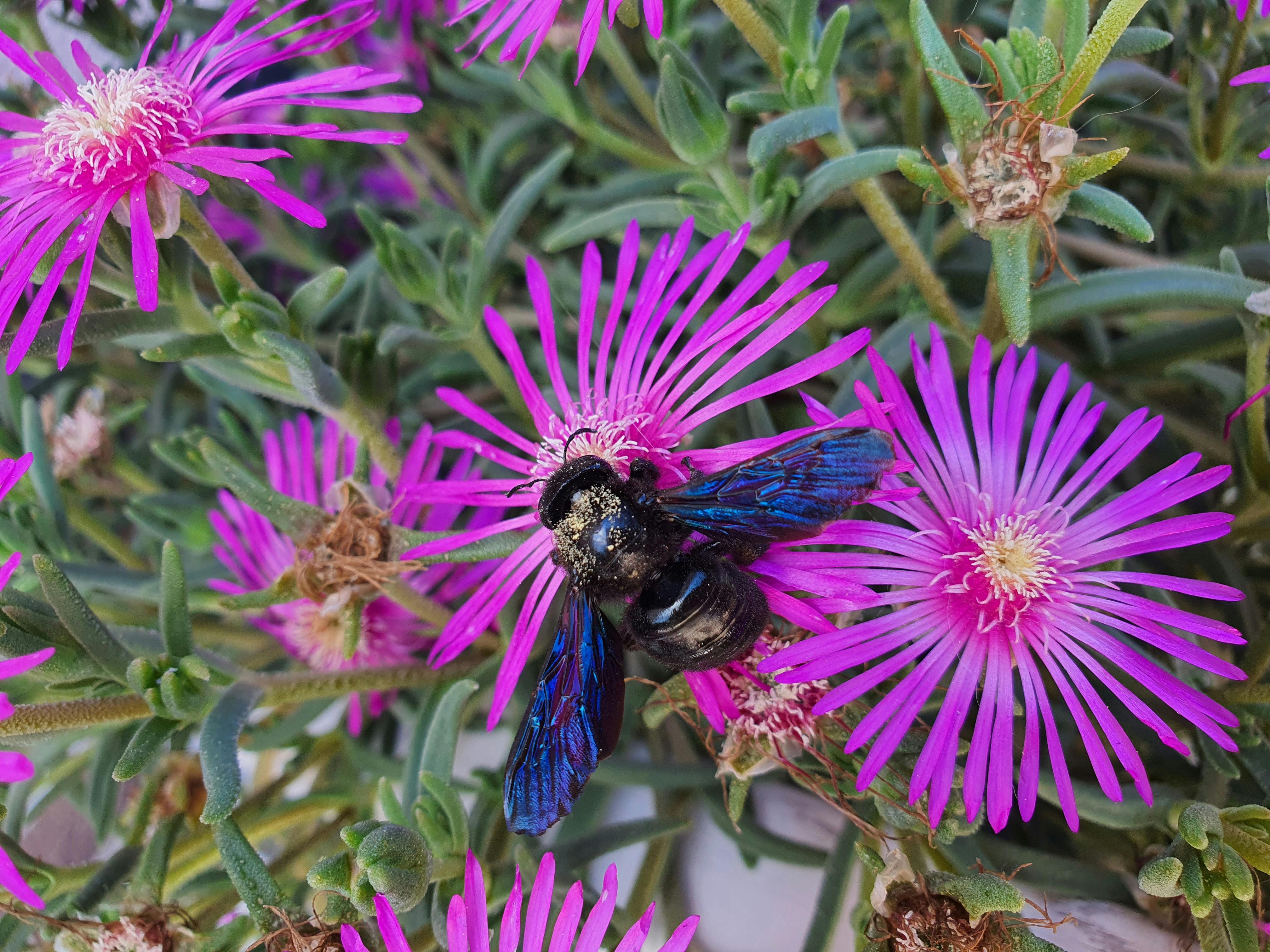 Abeja Azul Iridiscente Sobre Flores De Color Rosa Intenso · Foto de ...