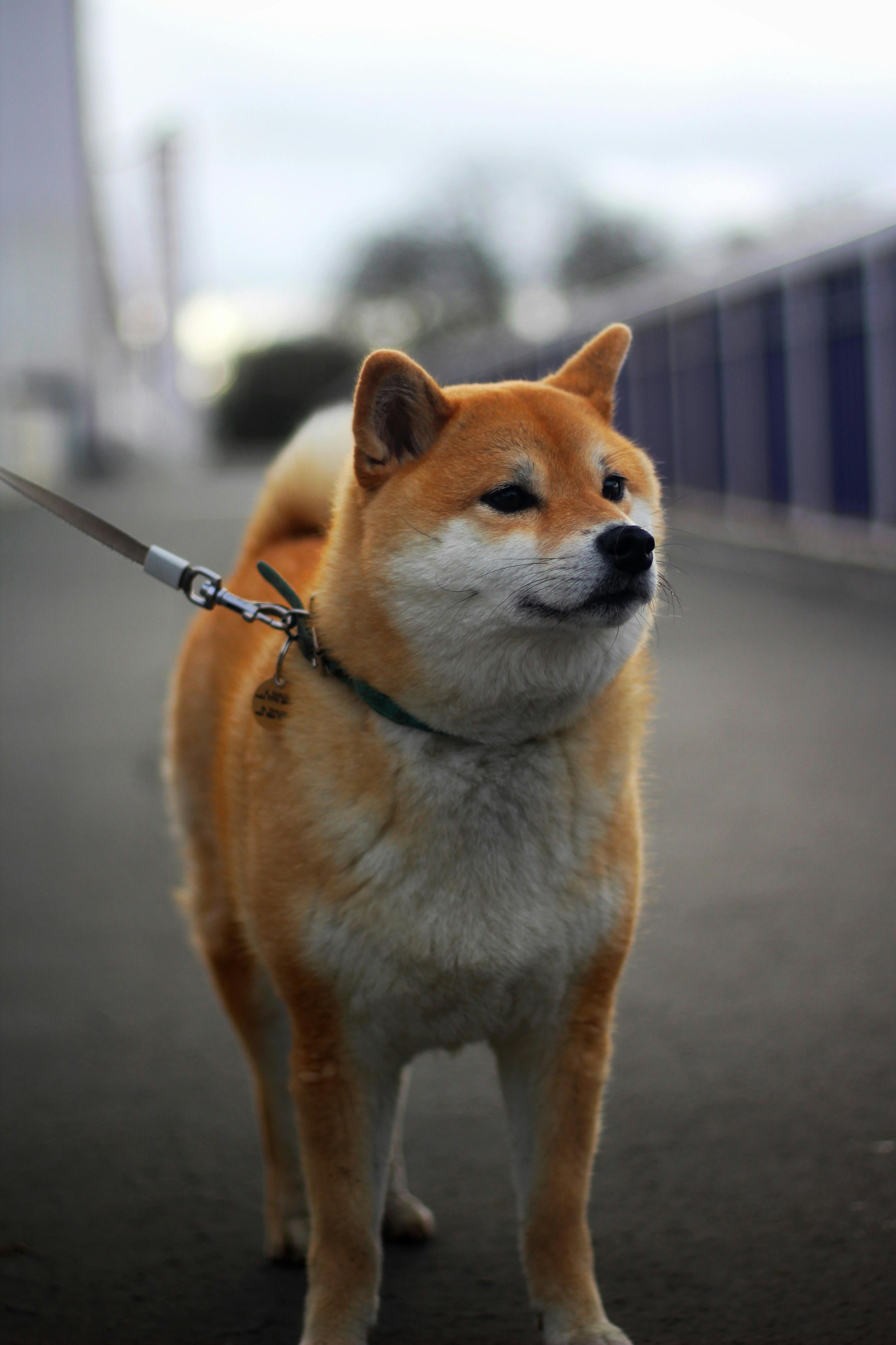 Shiba Inu Dog on Leash Outdoors on Walkway · Free Stock Photo