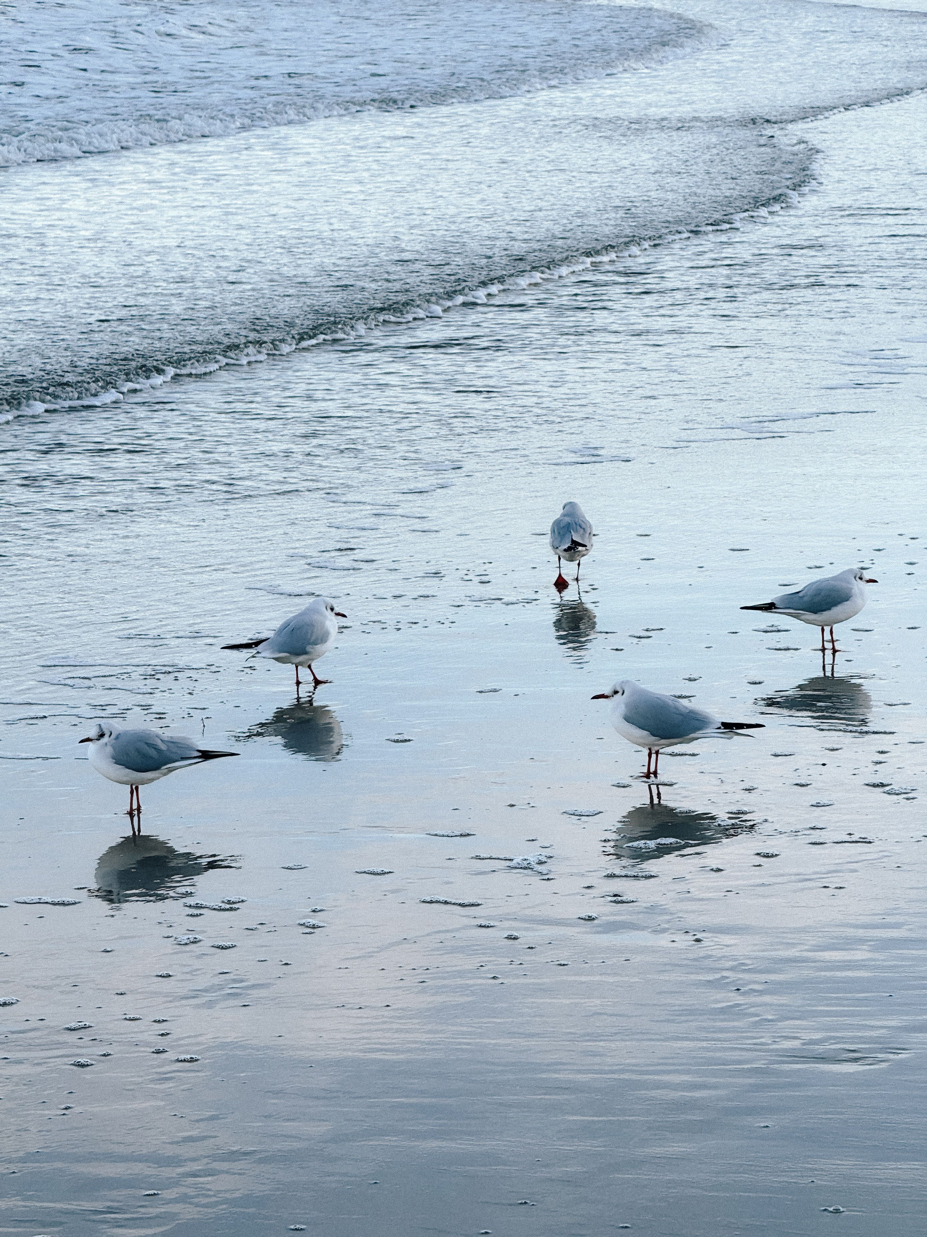 Seagulls by the Shoreline at Dawn · Free Stock Photo