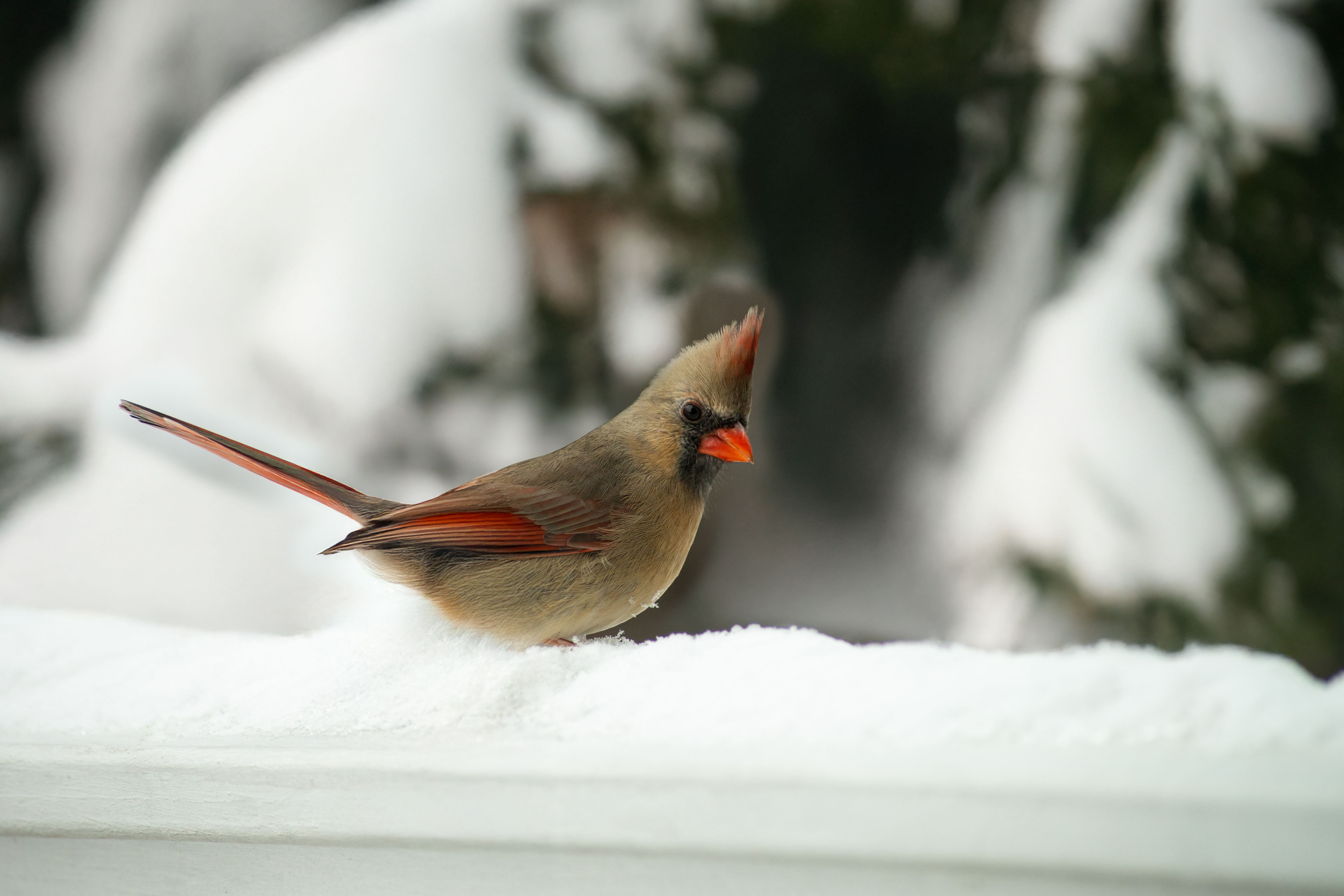 Female Cardinal In Snow